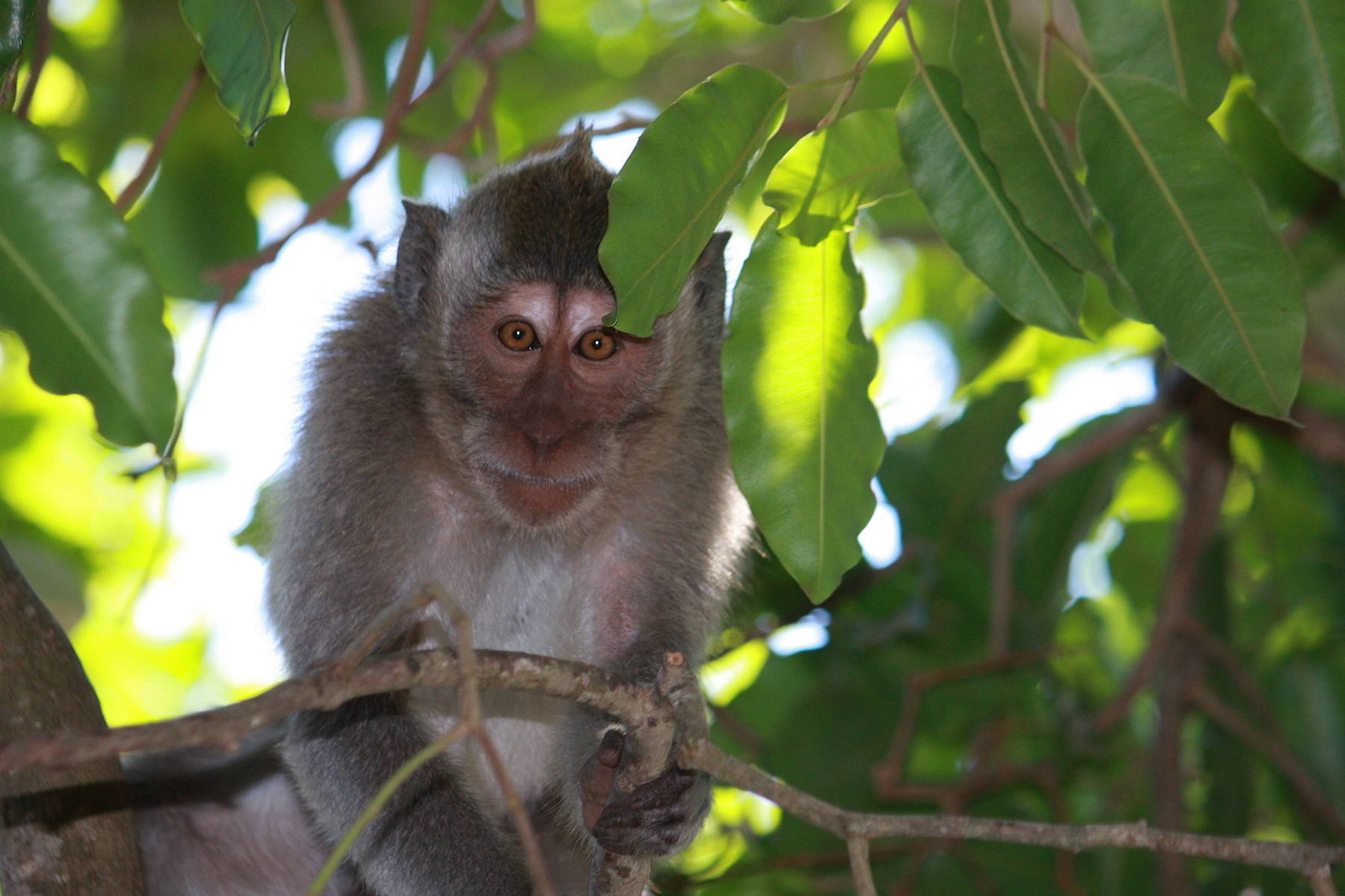 Vědci stvořili první opravdu chimérickou opičku se dvěma genomy | 100+1 ...