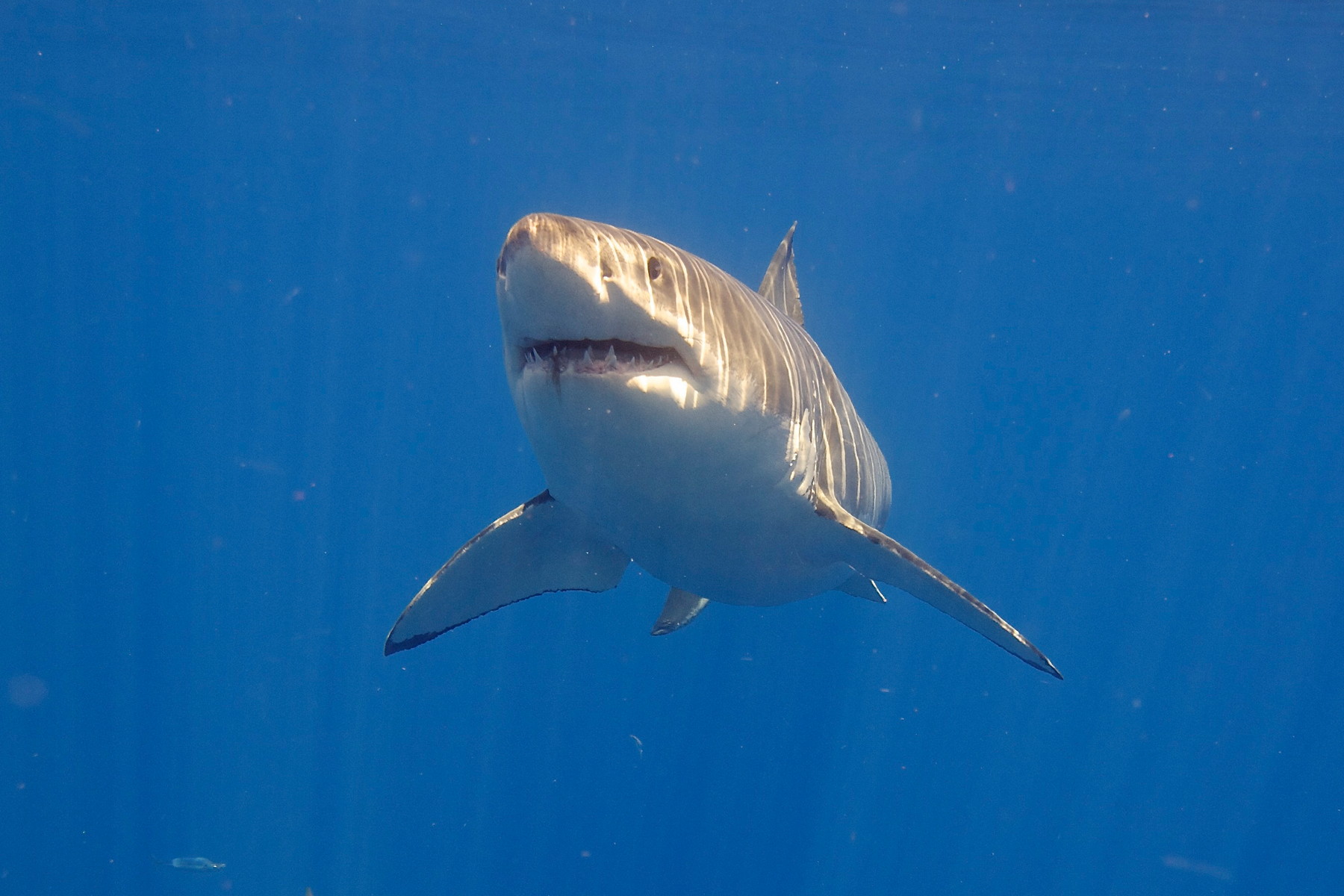 Útok kosatek: DNA mrtvoly žraloka odhaluje drama z mořských hlubin ...
