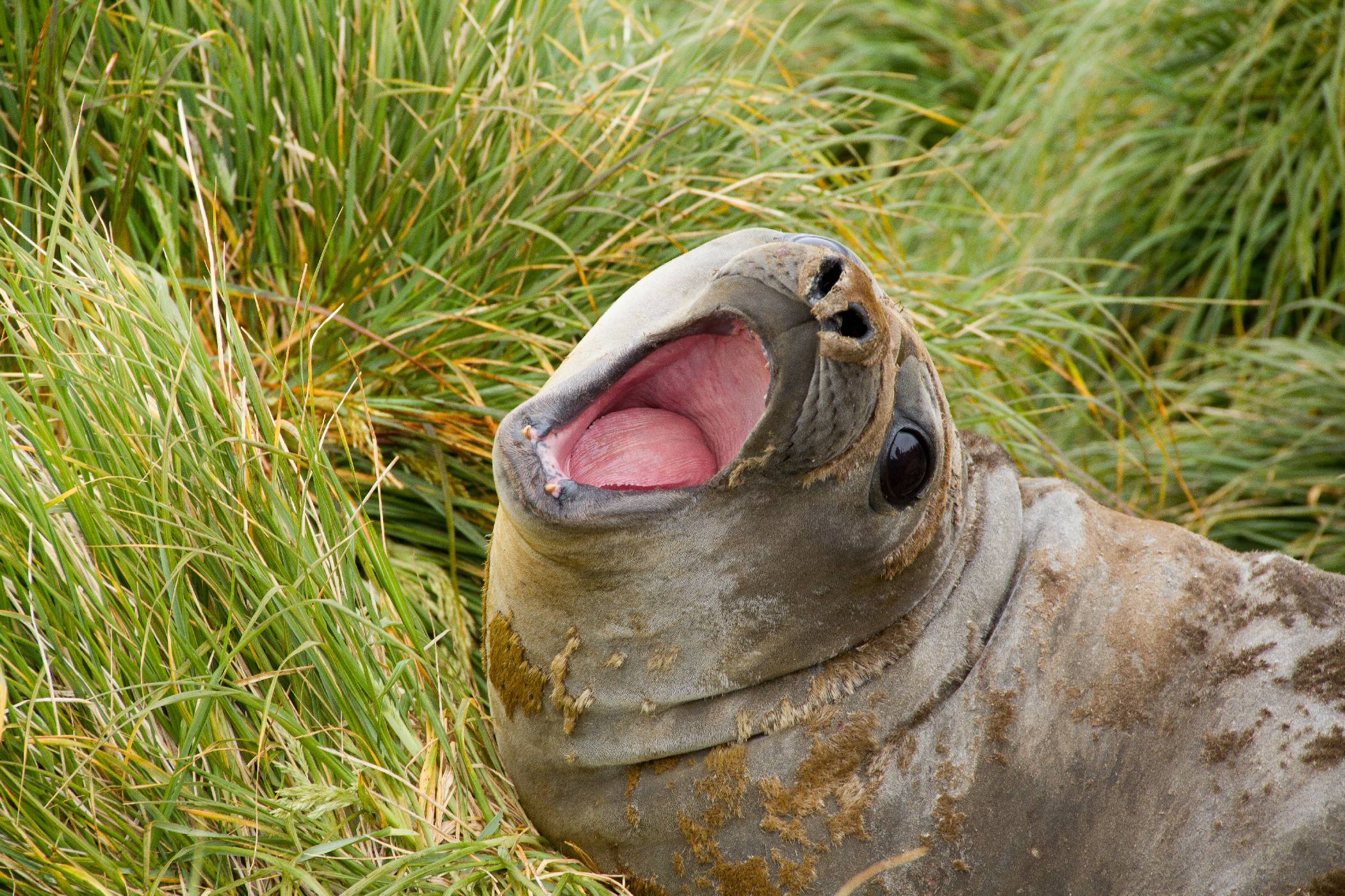 Zrod zvířecích superpotomků: Jak zvířata investují do dalších generací ...