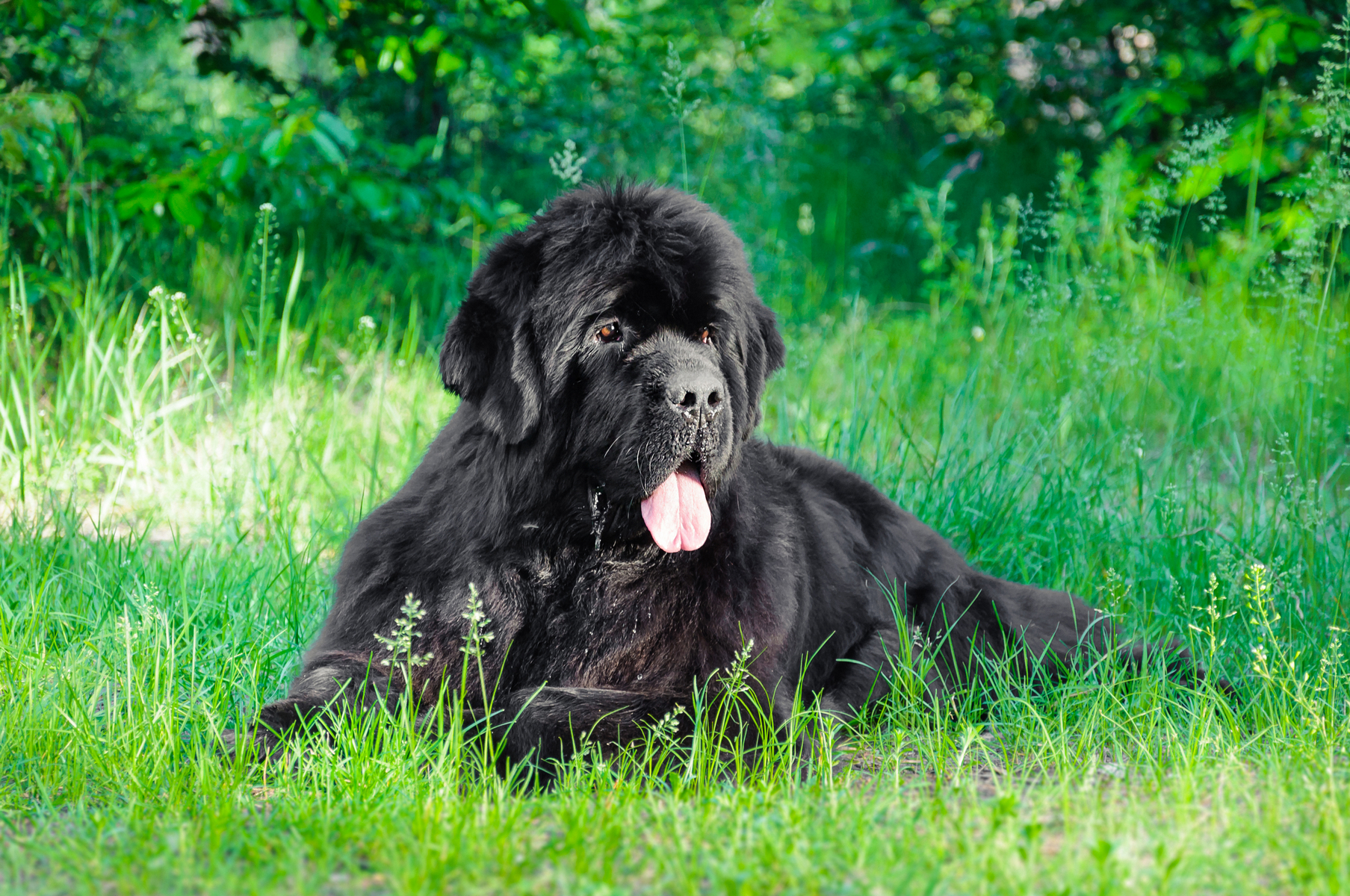 Newfoundland a Labrador: Bájná země Vikingů | 100+1 zahraniční zajímavost