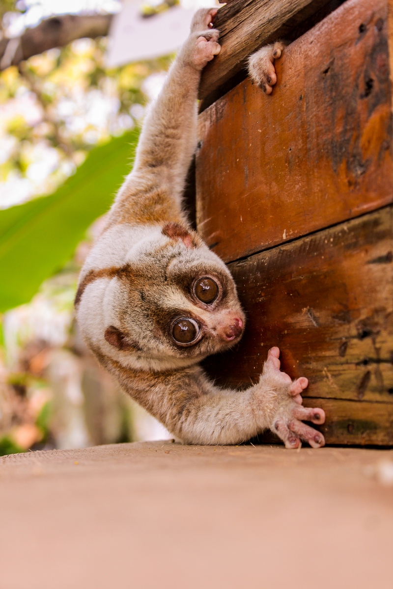 Boj o přežití: 5 netradičních způsobů zvířecí obrany | 100+1 zahraniční ...