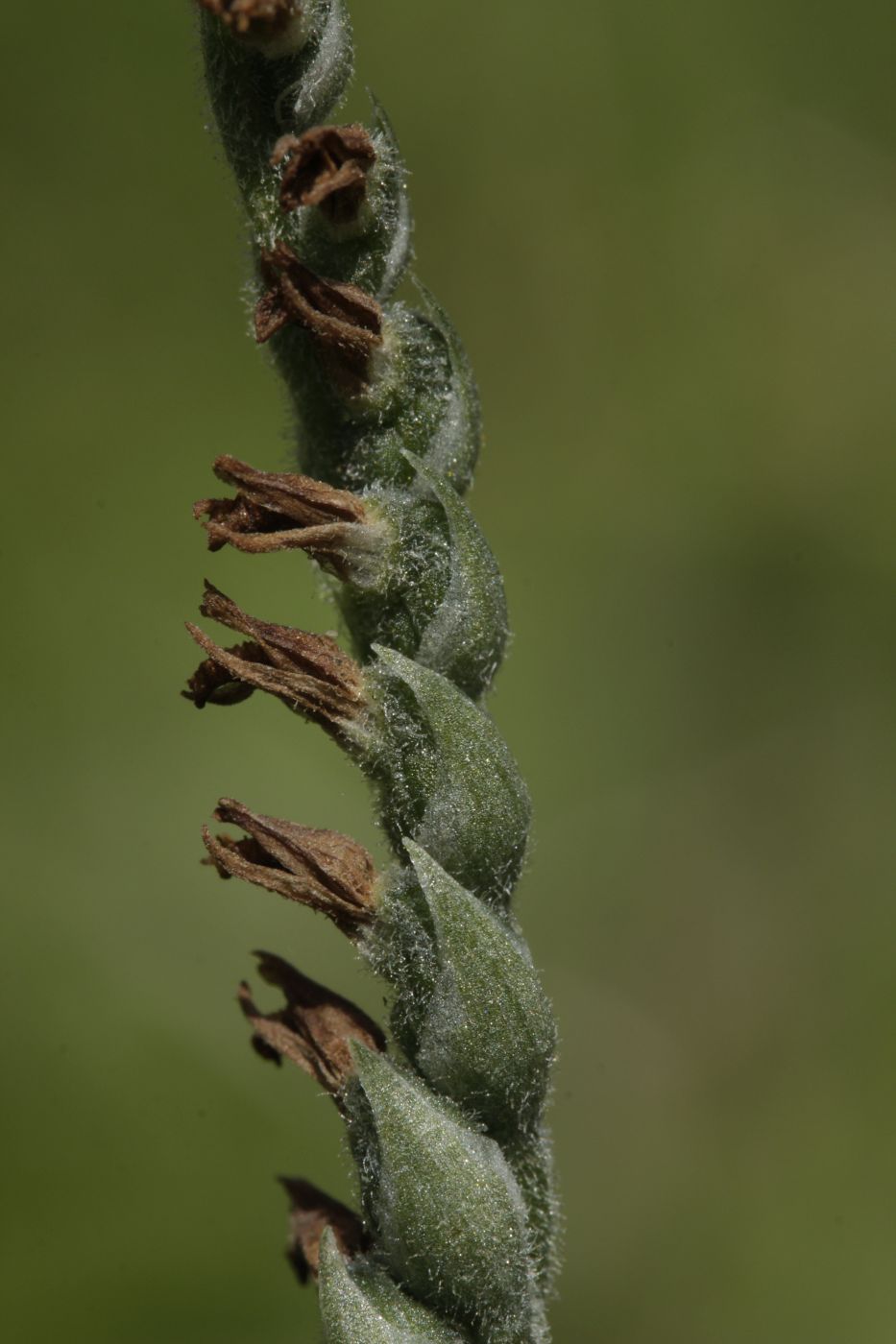 Šroub s bílými květy: Středomořský přistěhovalec švihlík krutiklas ...