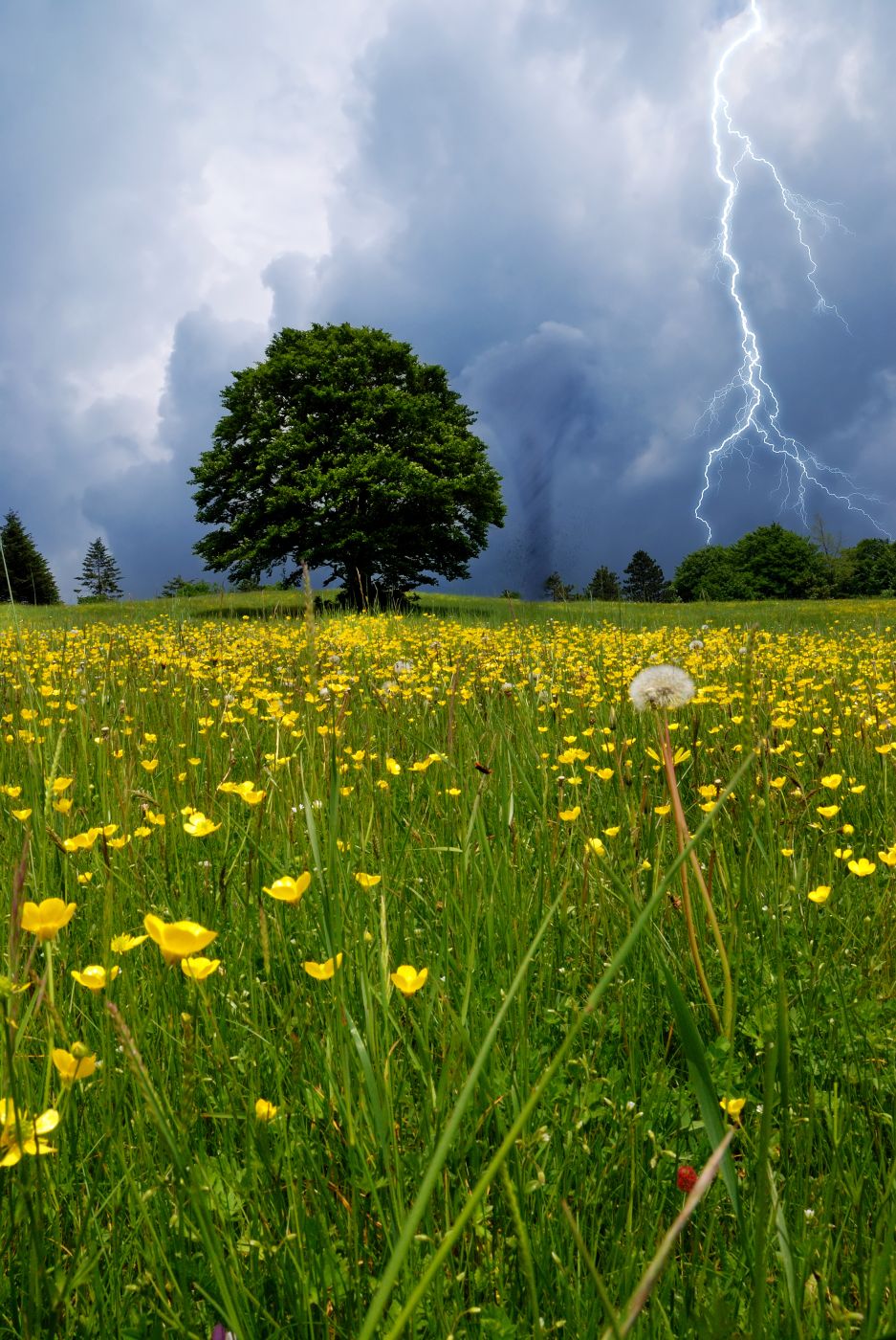 Stromy jsou nejen plíce planety, ale také zelené elektrické generátory ...