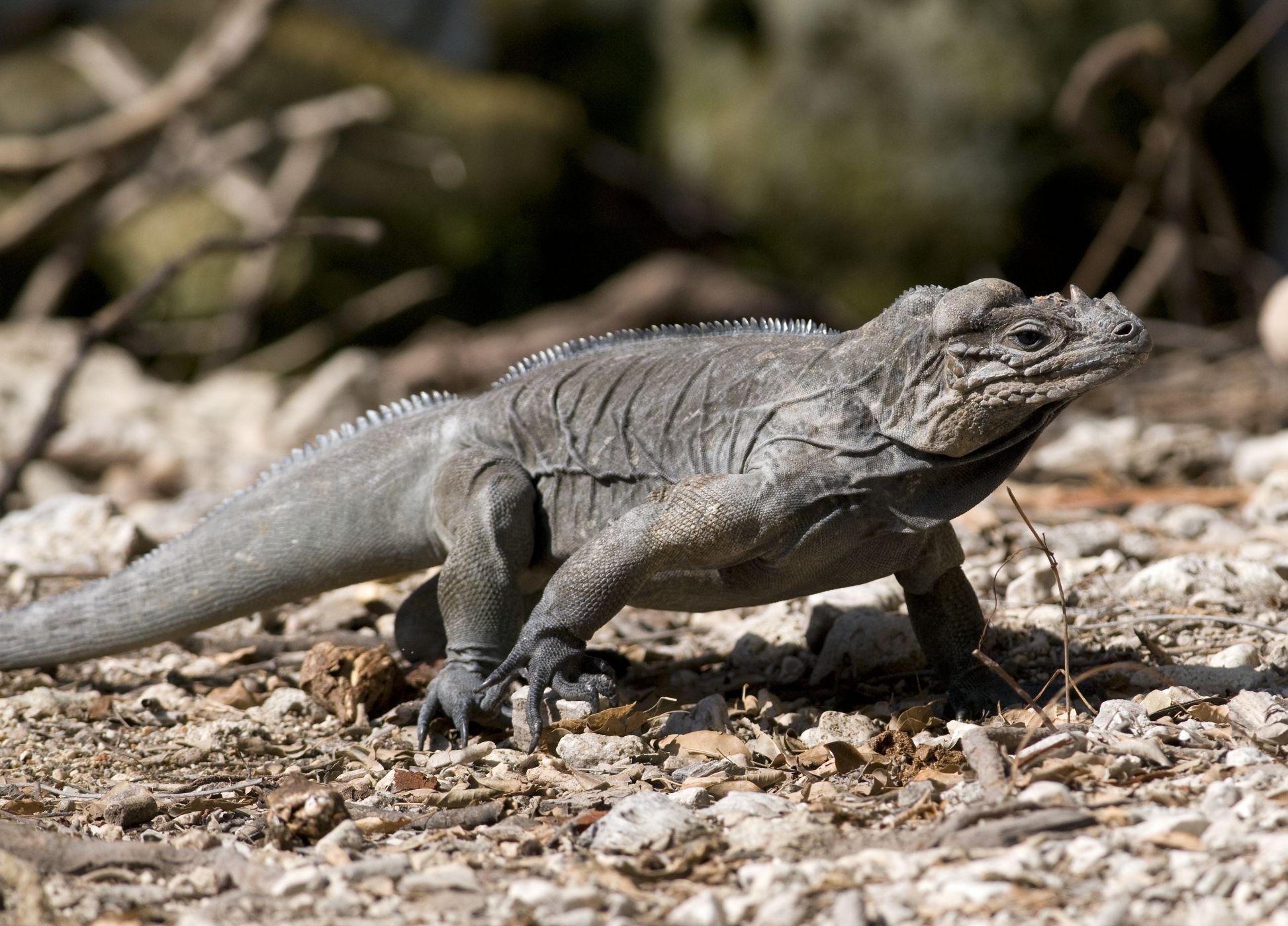 Na ostrově leguánů: Obyvatelé jezera Lago Enriquillo | 100+1 zahraniční ...