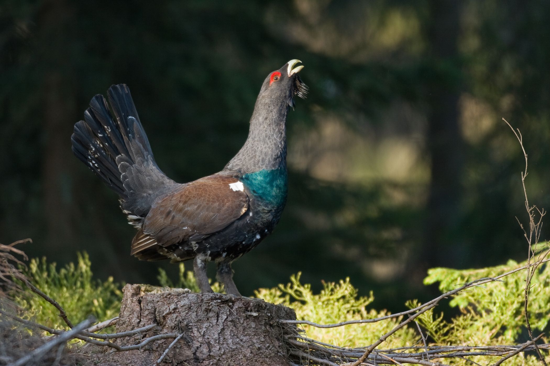 Čtyři verše toku: Nejisté vyhlídky majestátního tetřevího krasavce ...