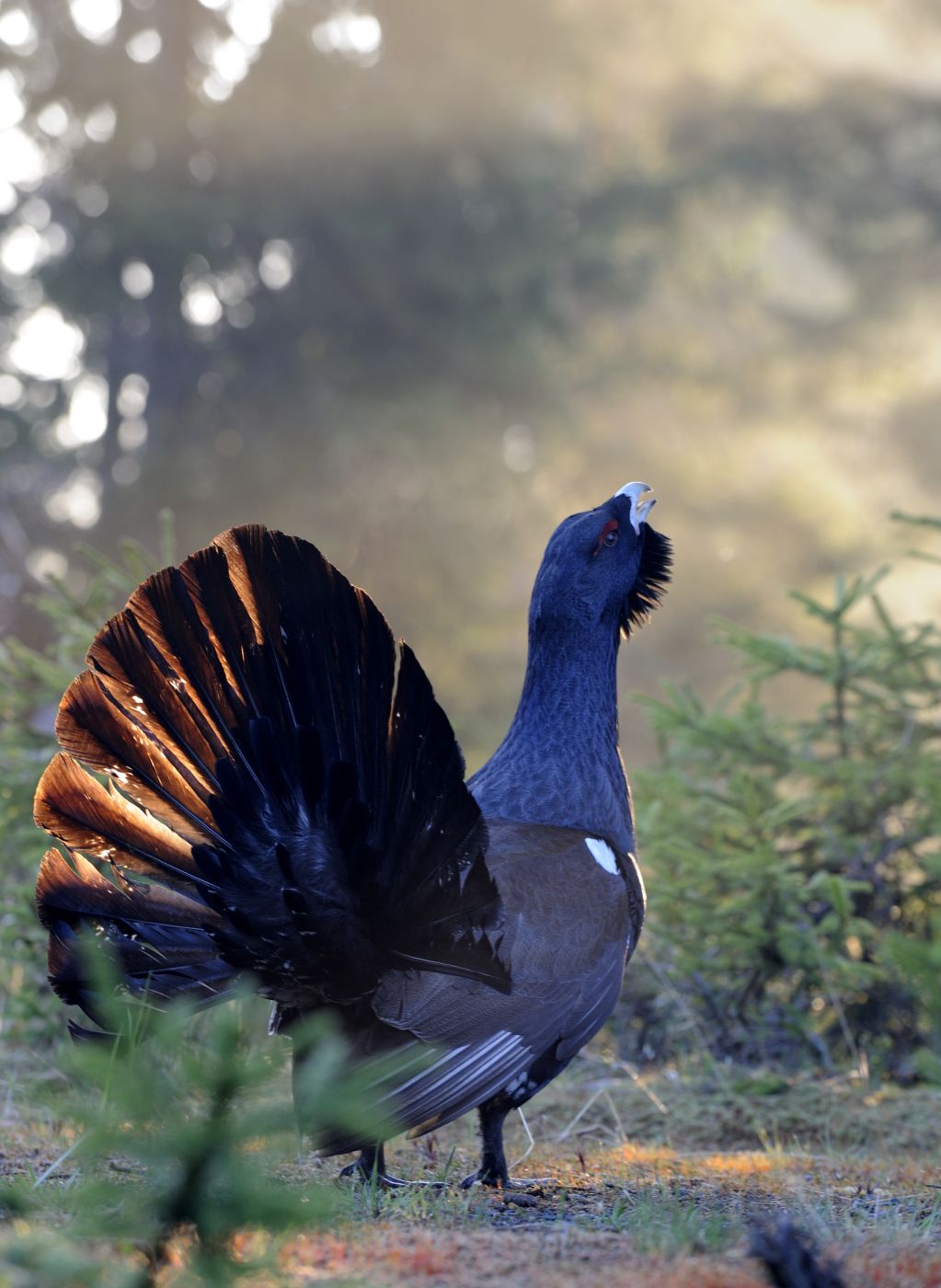 Čtyři verše toku: Nejisté vyhlídky majestátního tetřevího krasavce ...
