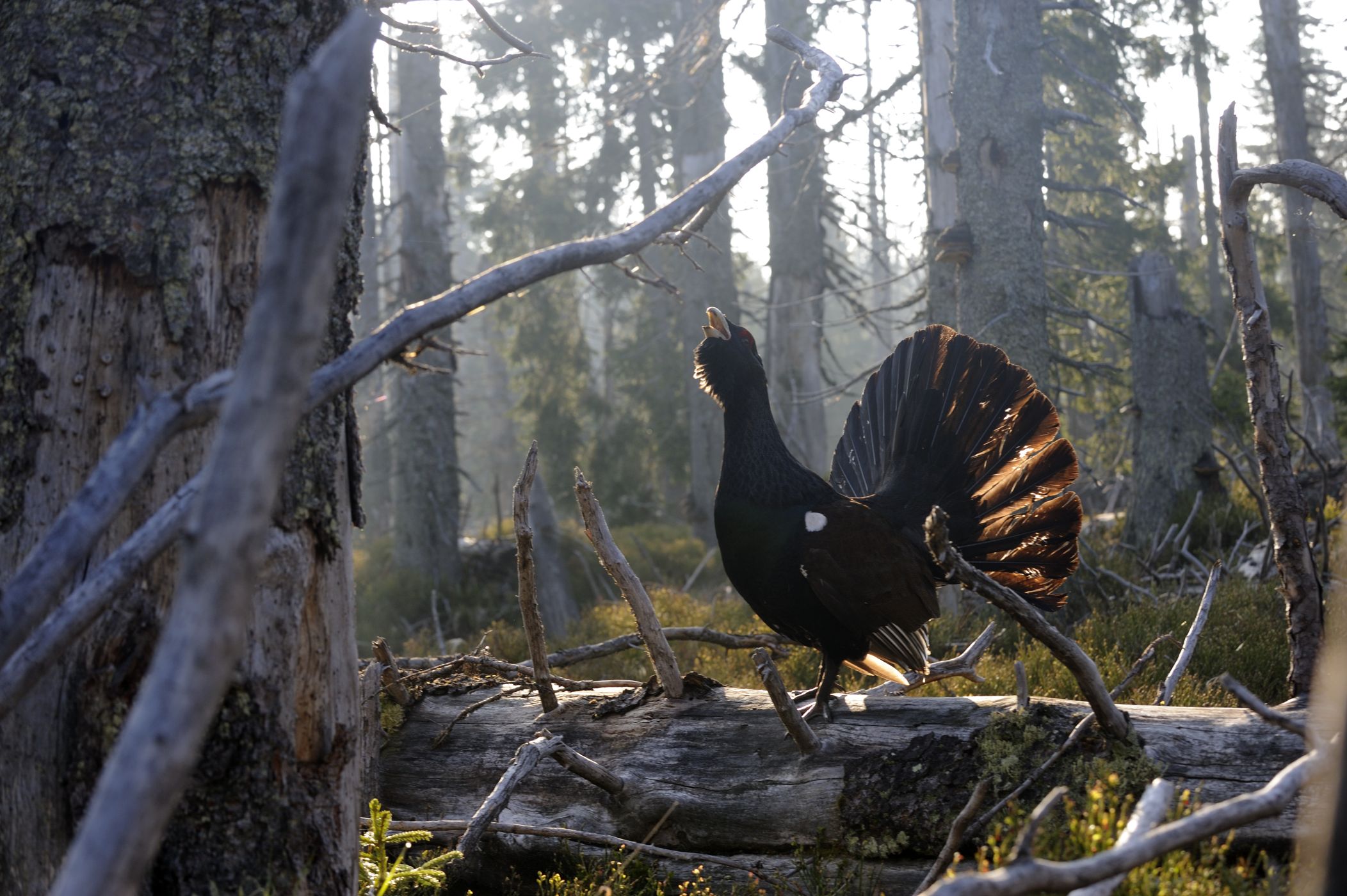 Čtyři verše toku: Nejisté vyhlídky majestátního tetřevího krasavce ...