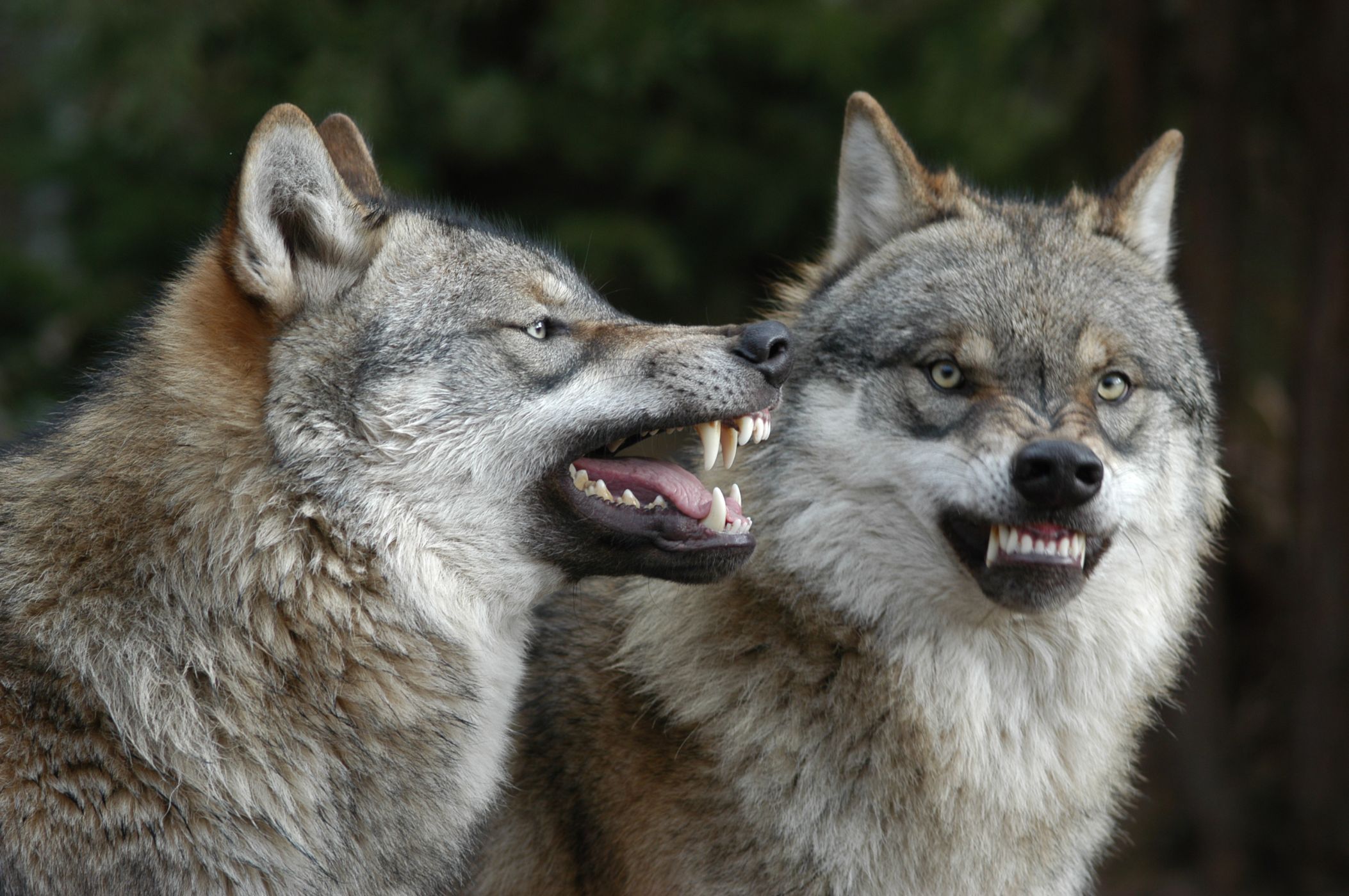 Člověk vlkovi vlkem: Vlčí matka Tanja Askani a její život se šelmami ...