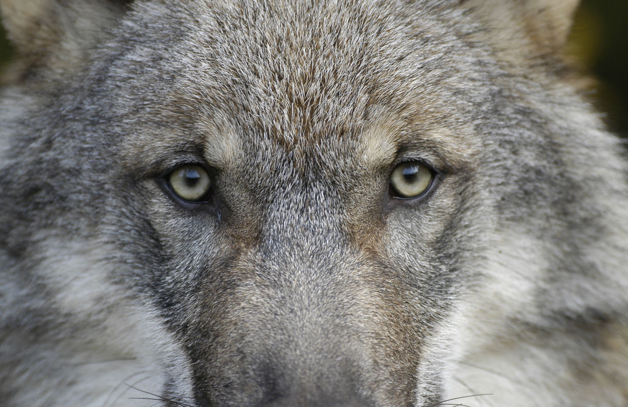 Člověk vlkovi vlkem: Vlčí matka Tanja Askani a její život se šelmami ...