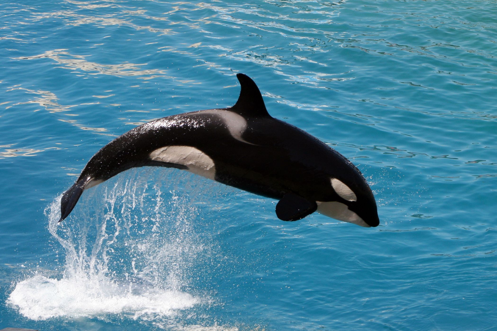 Vrcholový mořský lovec: (Ne)právem obávané kosatky dravé | 100+1 ...