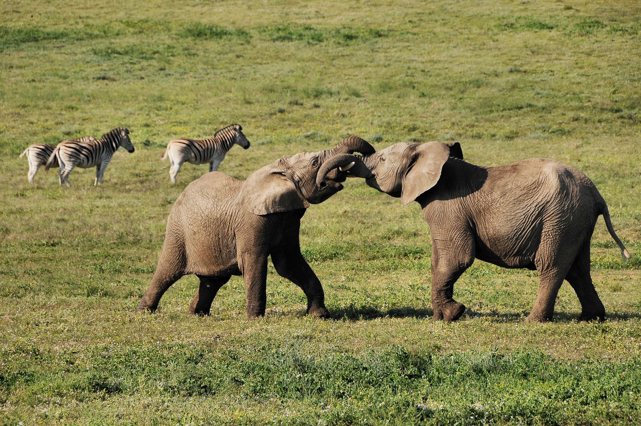 Neodolatelná přitažlivost sloní rezervace: Jihoafrický národní park ...