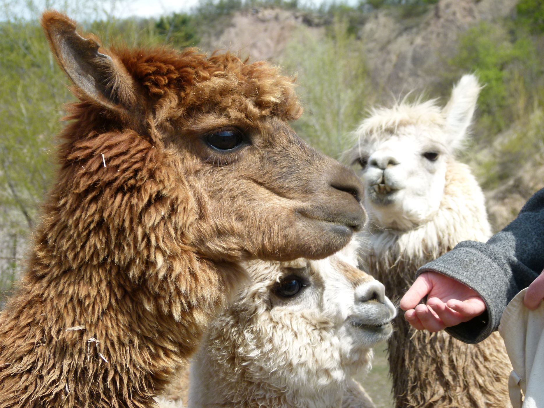 Za lamami do Džungle: Na návštěvě v brněnském Lamacentru Hády | 100+1 ...