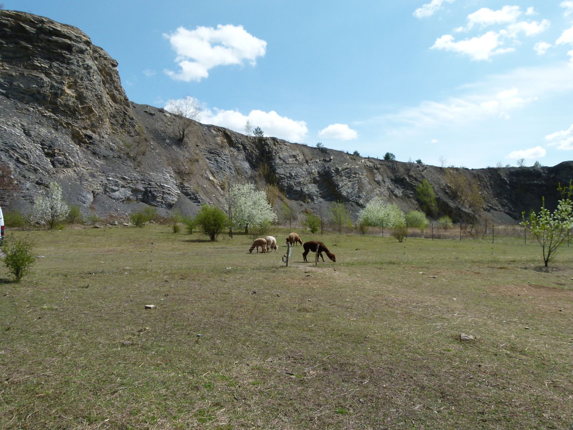 Za lamami do Džungle: Na návštěvě v brněnském Lamacentru Hády | 100+1 ...