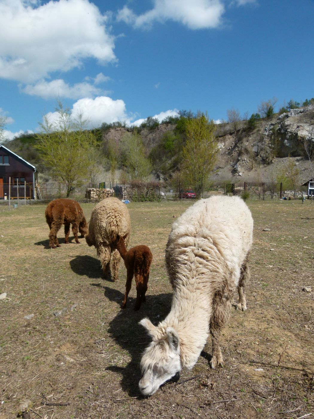 Za lamami do Džungle: Na návštěvě v brněnském Lamacentru Hády | 100+1 ...
