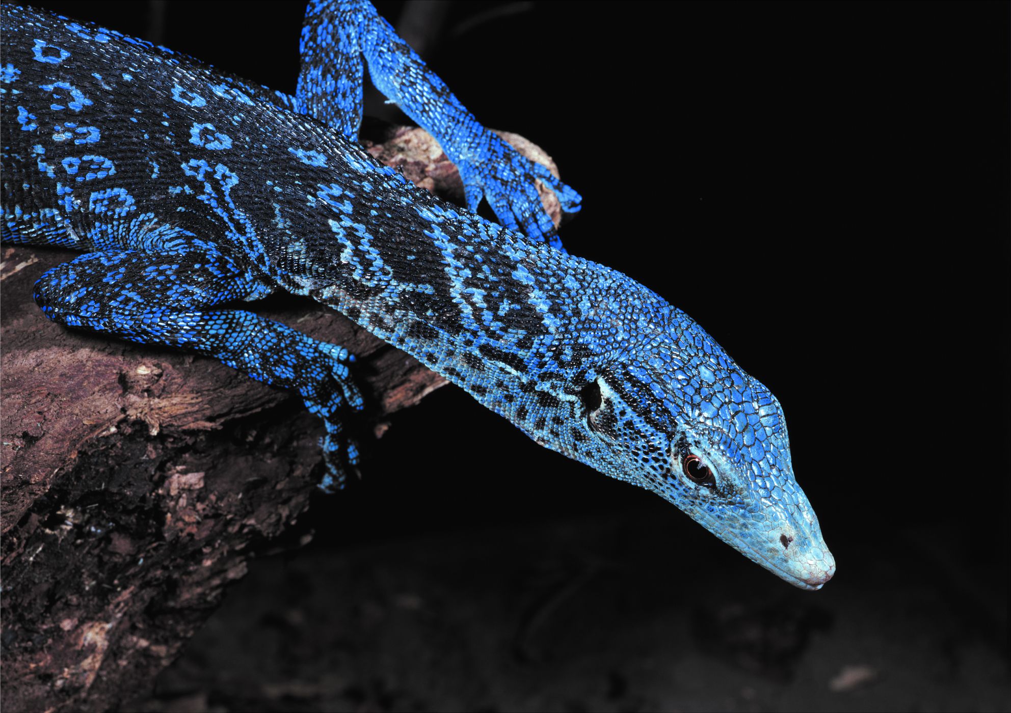 Indonéský varan modrý: Vzácný ještěr z korun stromů | 100+1 zahraniční ...