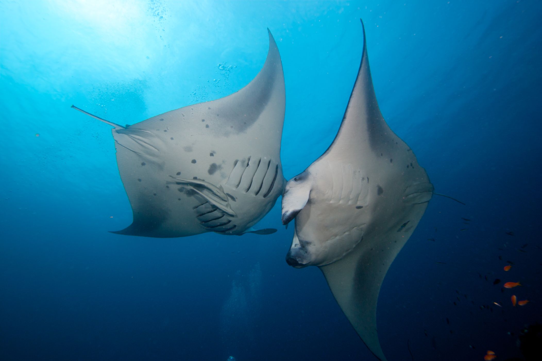 Další oběti čínské medicíny: Kvůli pověrám umírají tisíce mant ...