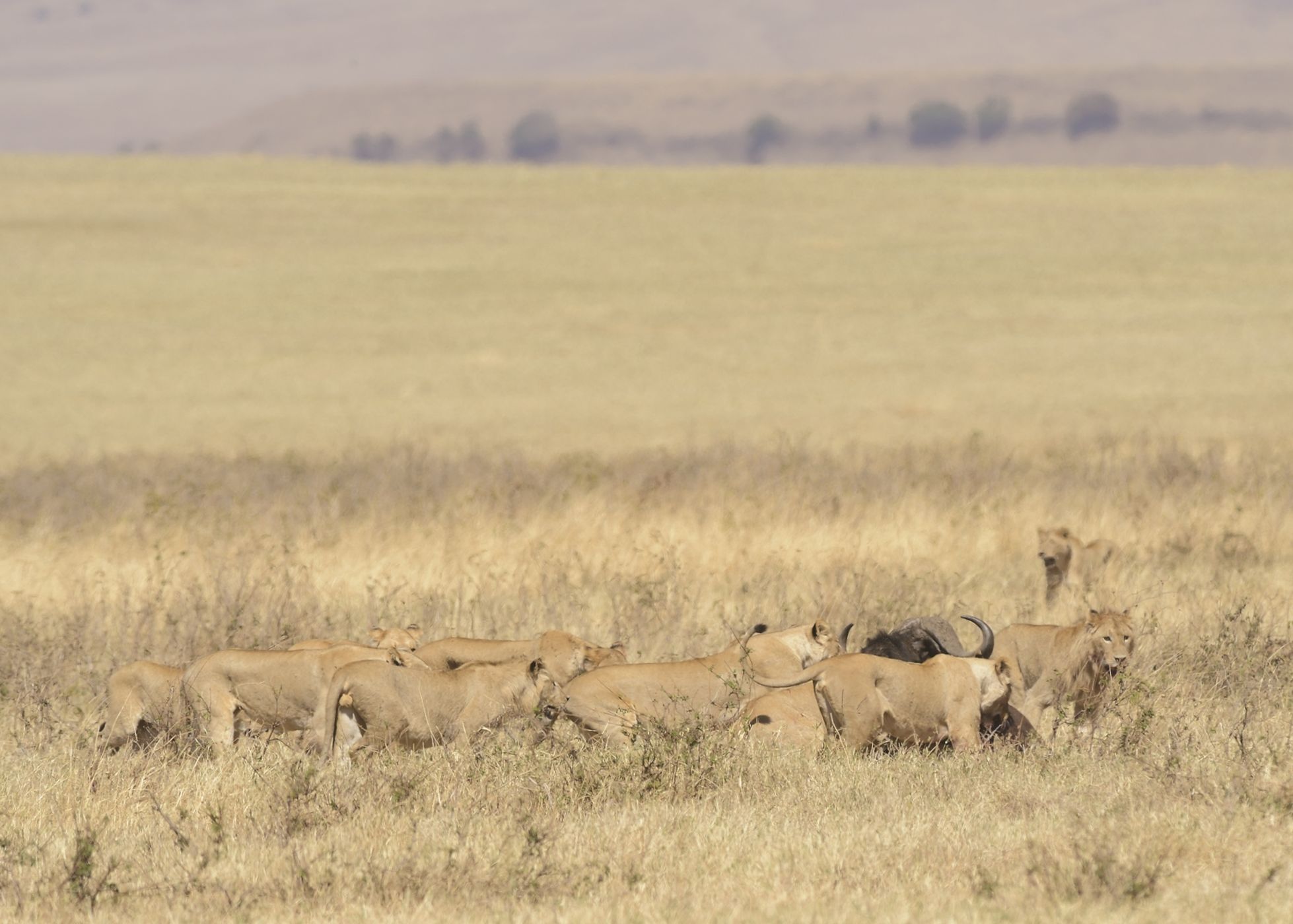 Lovci a marný boj jejich kořisti o život: Tvrdá rána z milosti | 100+1 ...