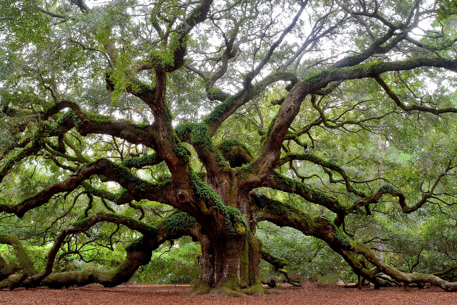 Nejpodivnější stromy: Magické symboly dlouhověkosti a moudrosti | 100+1 ...