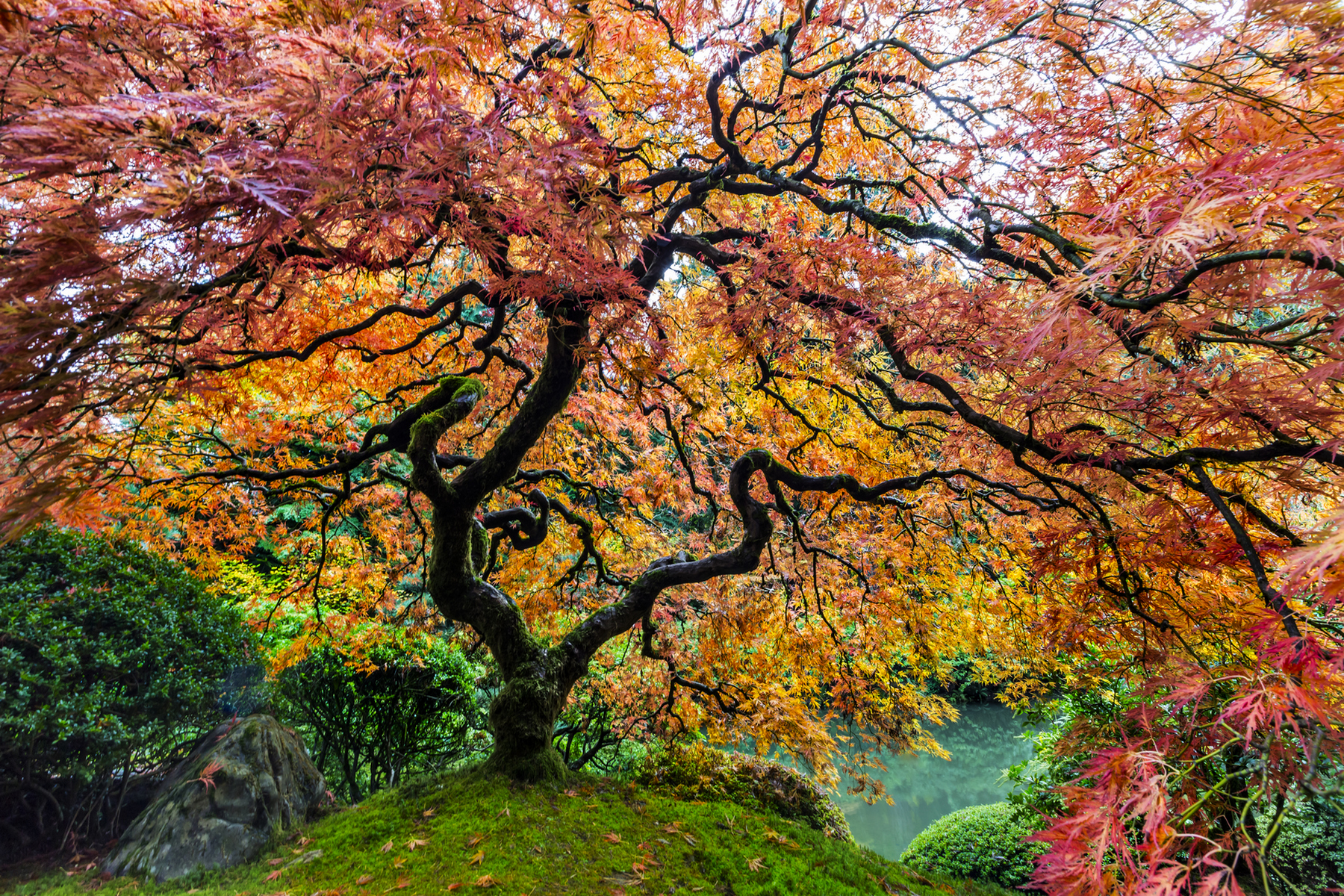 Nejpodivnější stromy: Magické symboly dlouhověkosti a moudrosti | 100+1 ...