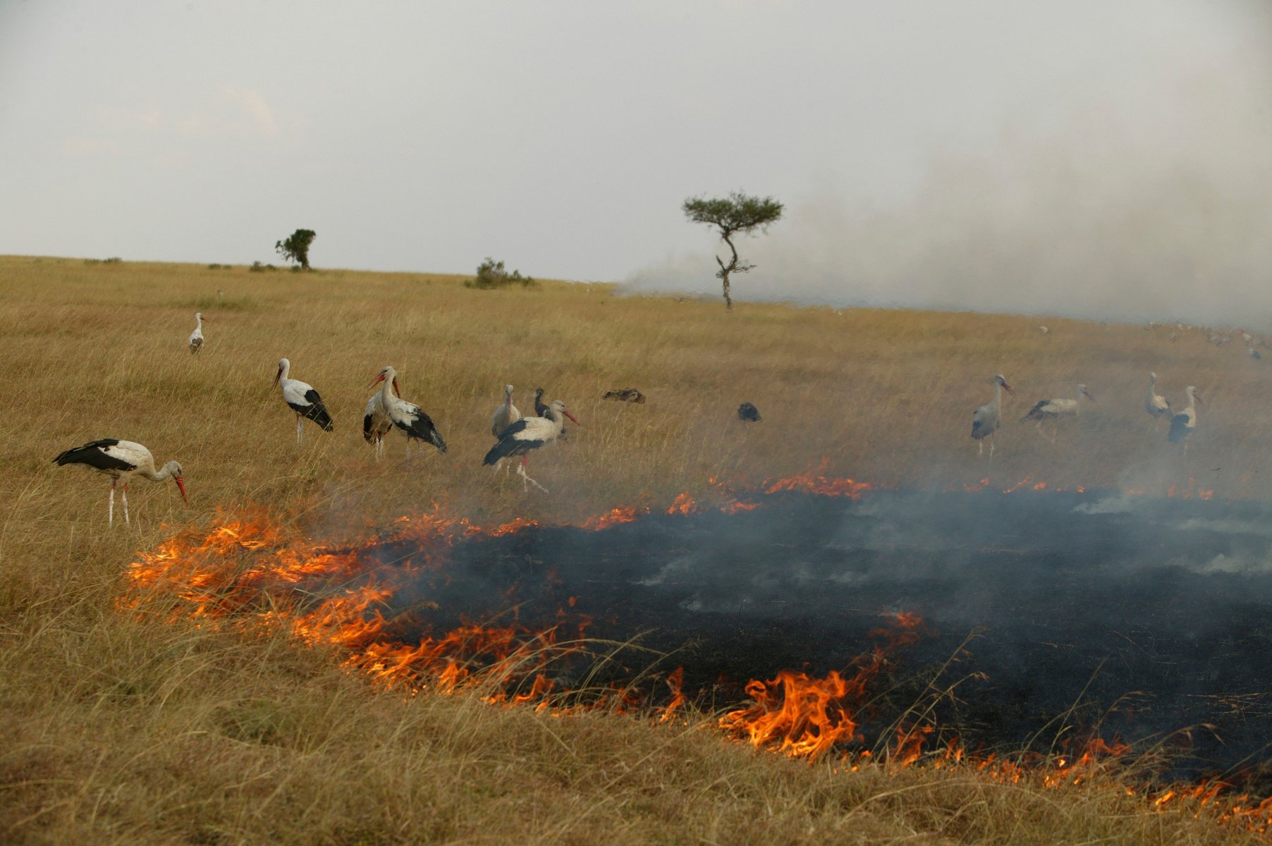 Afrika v plamenech: Místo, kde příroda vstává z popela | 100+1 ...