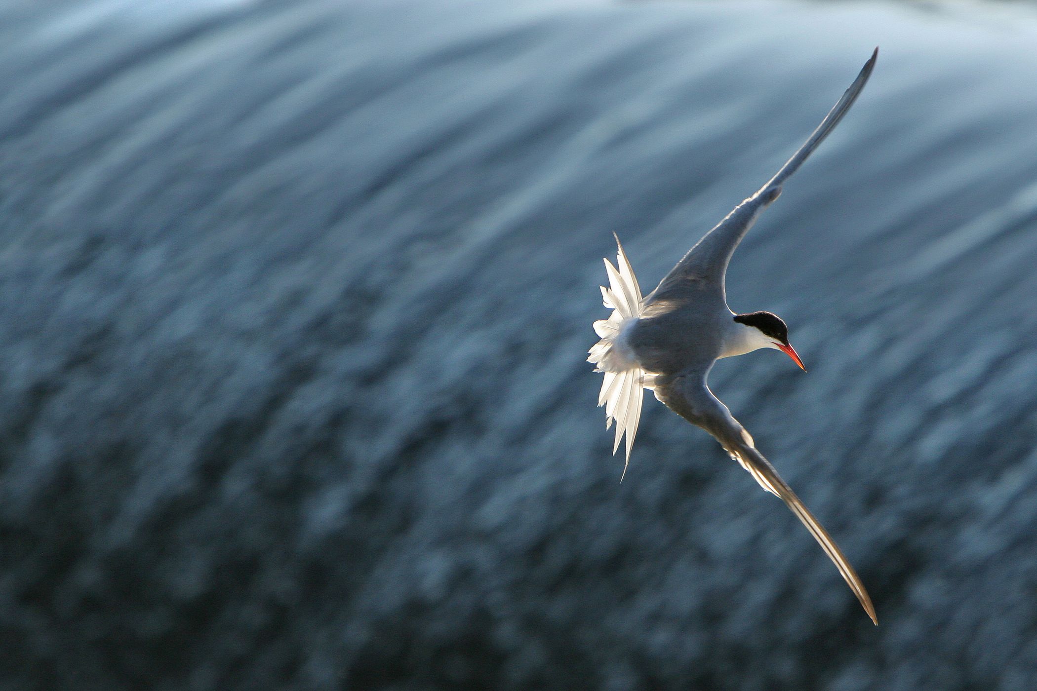 Mistři střemhlavého letu: Elegantní rybáci obecní | 100+1 zahraniční ...