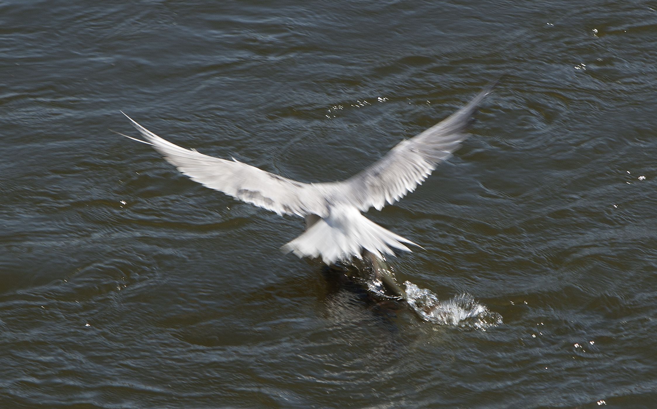 Mistři střemhlavého letu: Elegantní rybáci obecní | 100+1 zahraniční ...