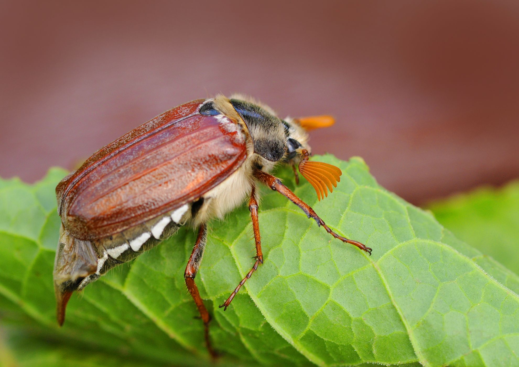 Chrousti obecní a majky: Zmizelý lesk broučích krovek | 100+1 ...