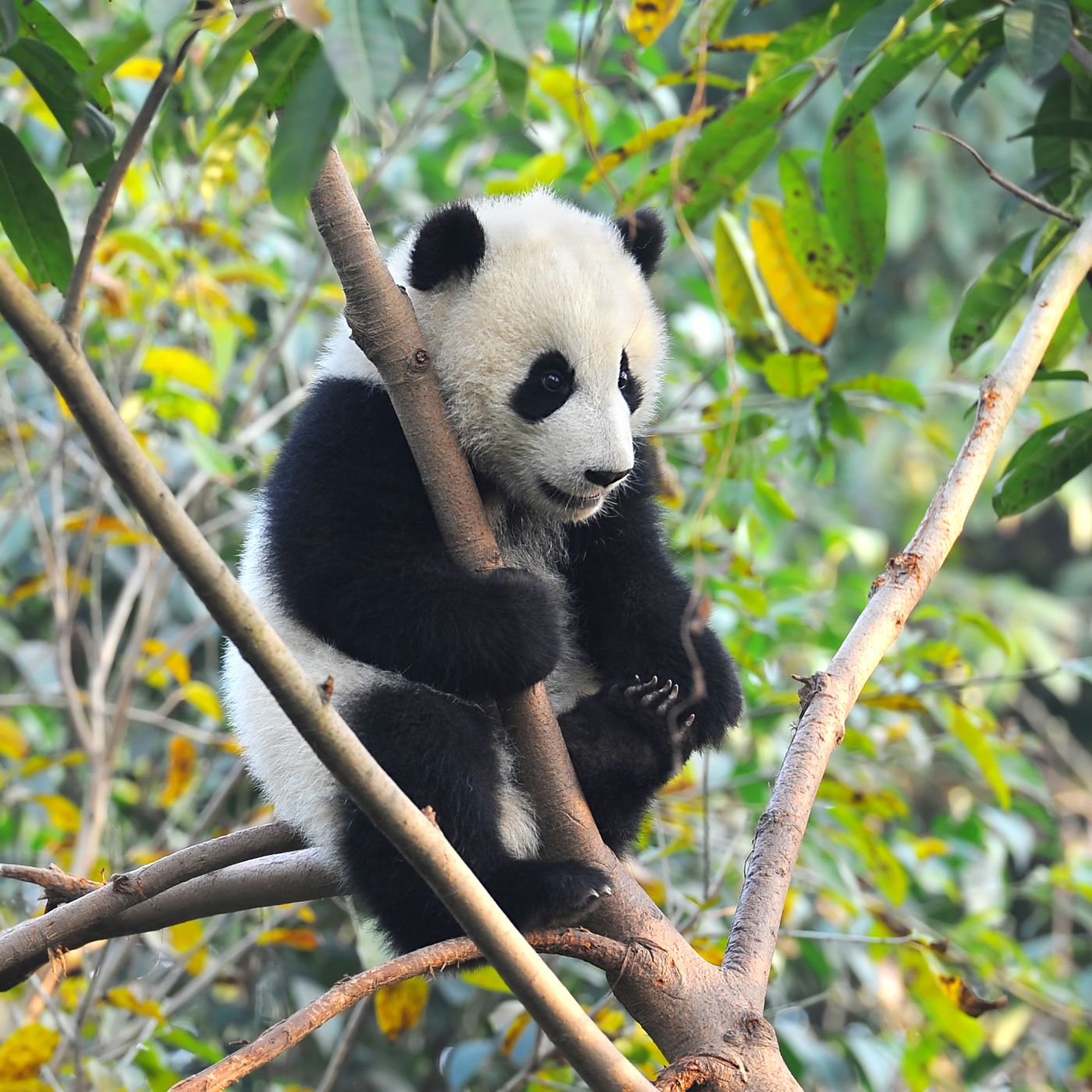 Panda velká: Erbovní zvíře ohrožené přírody | 100+1 zahraniční zajímavost