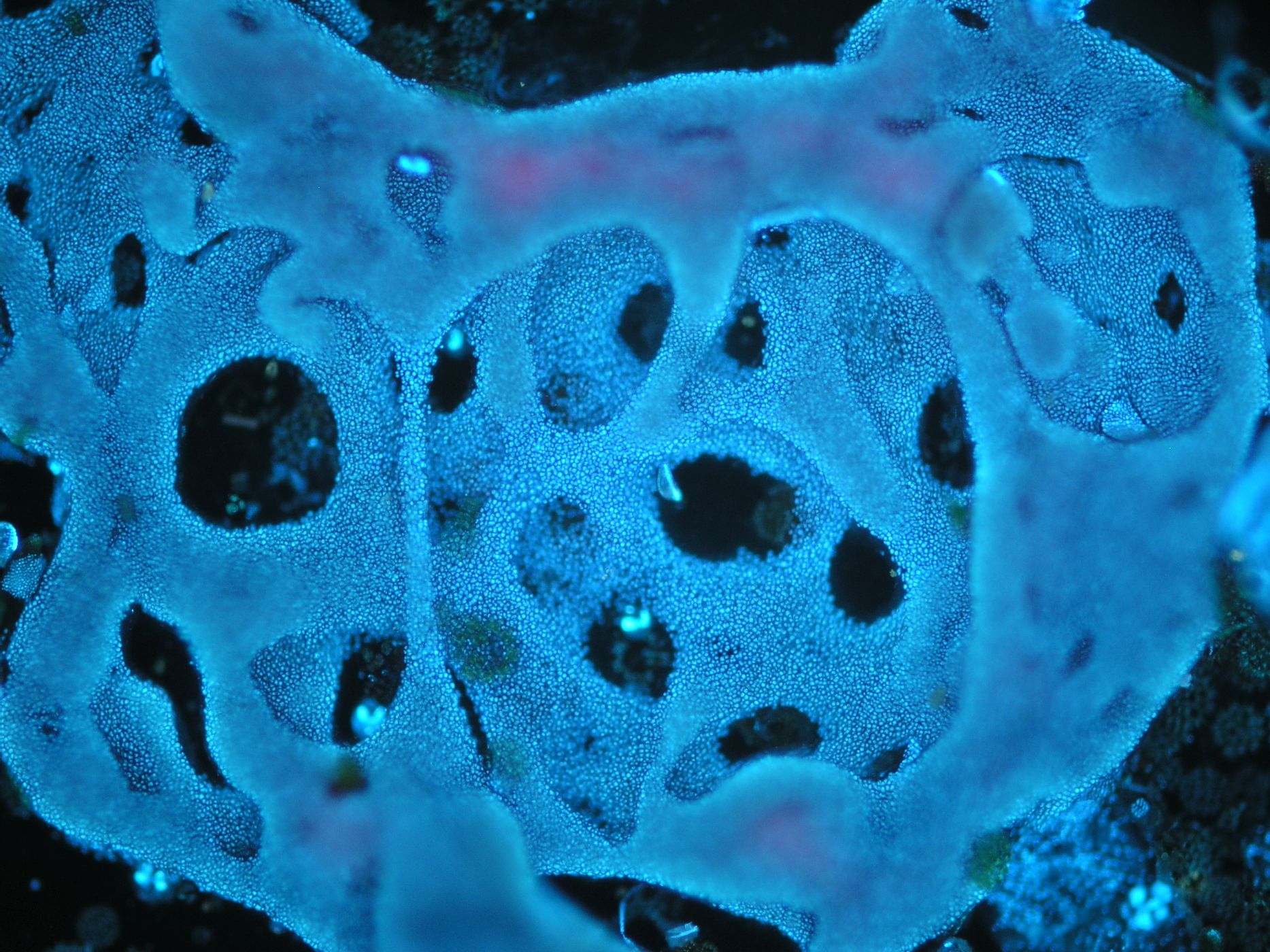 Věda je krásná: Světy pod mikroskopem | 100+1 zahraniční zajímavost