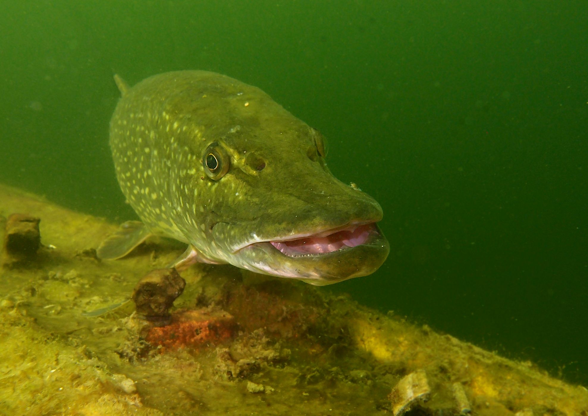 Zubatá kráska našich vod: Obávaná lovkyně štika obecná | 100+1 ...
