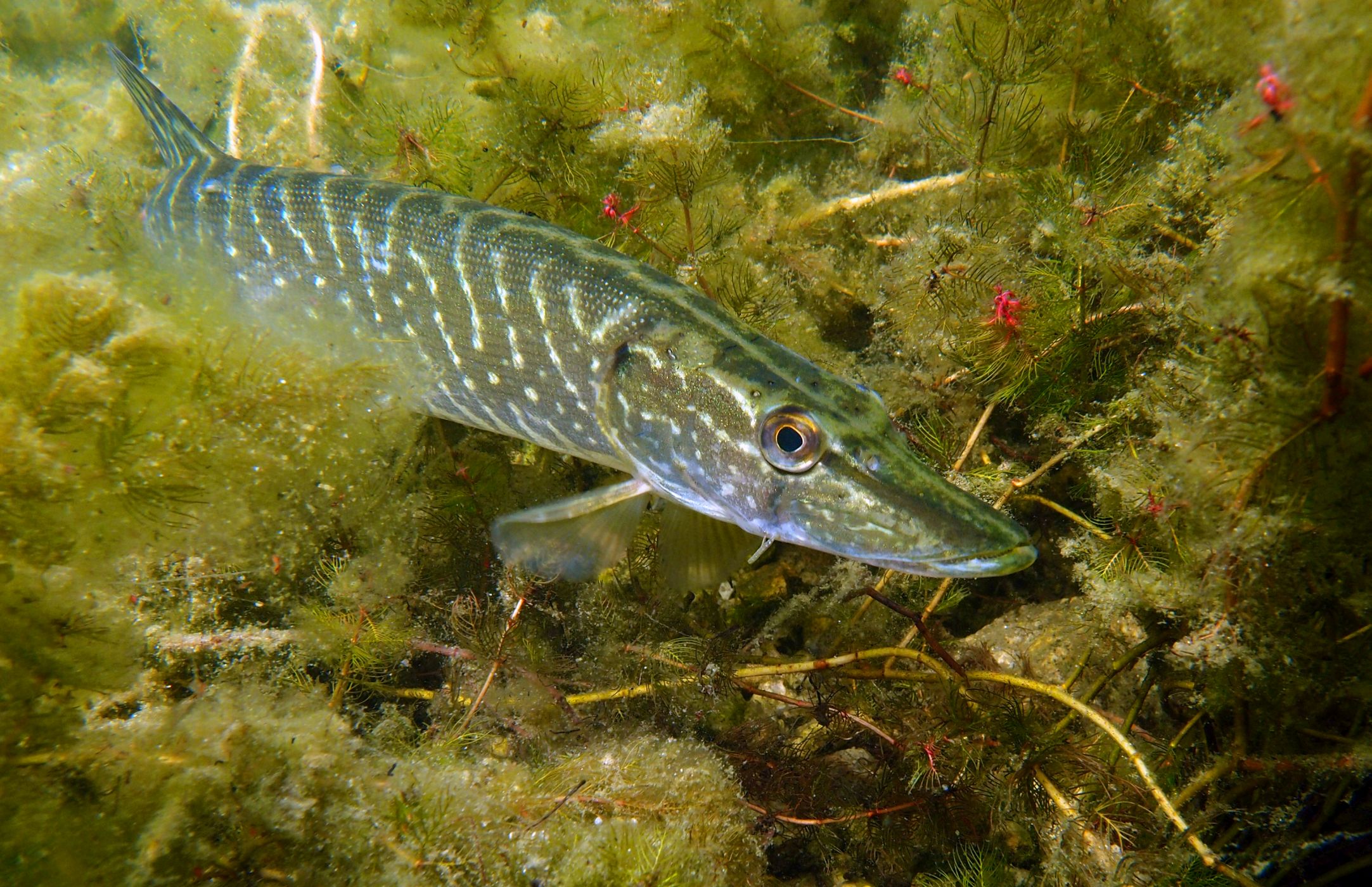 Zubatá kráska našich vod: Obávaná lovkyně štika obecná | 100+1 ...