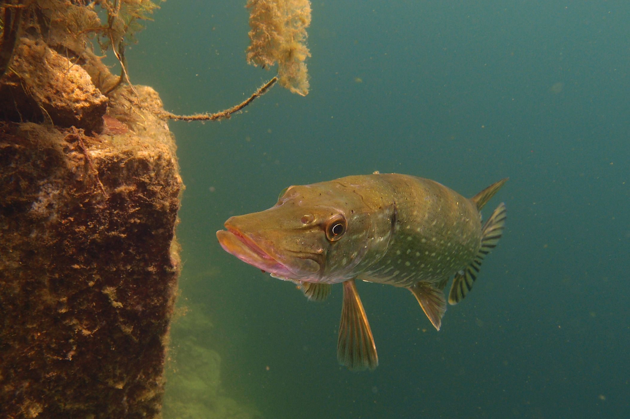 Zubatá kráska našich vod: Obávaná lovkyně štika obecná | 100+1 ...