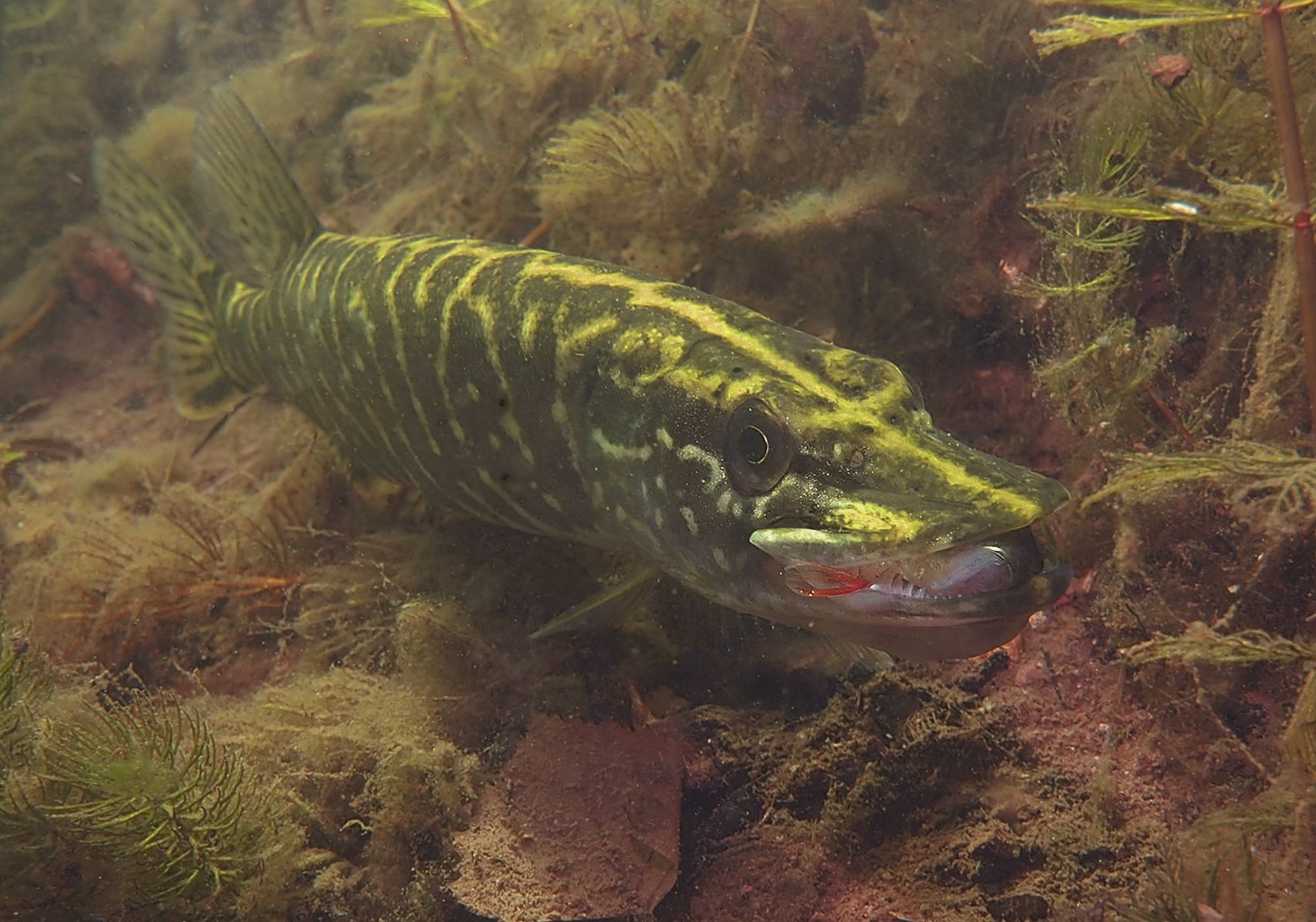 Zubatá kráska našich vod: Obávaná lovkyně štika obecná | 100+1 ...