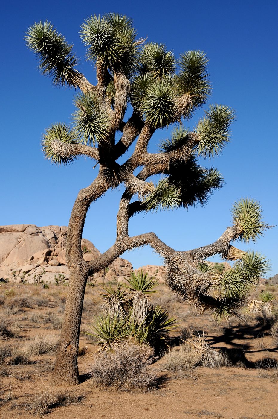 Národní park Joshua Tree: Pod ochranou Jozueho stromu | 100+1 ...