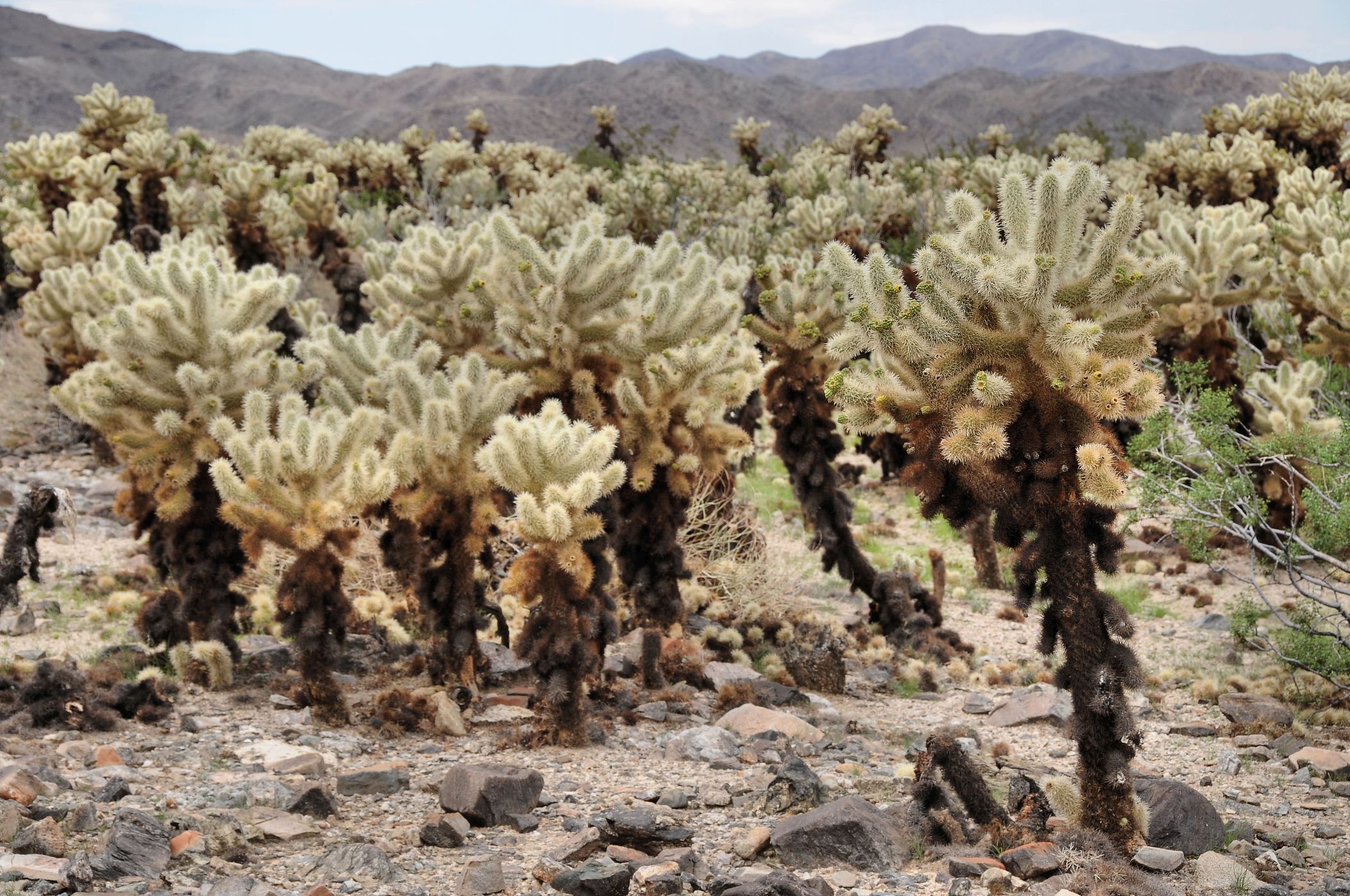 Národní park Joshua Tree: Pod ochranou Jozueho stromu | 100+1 ...