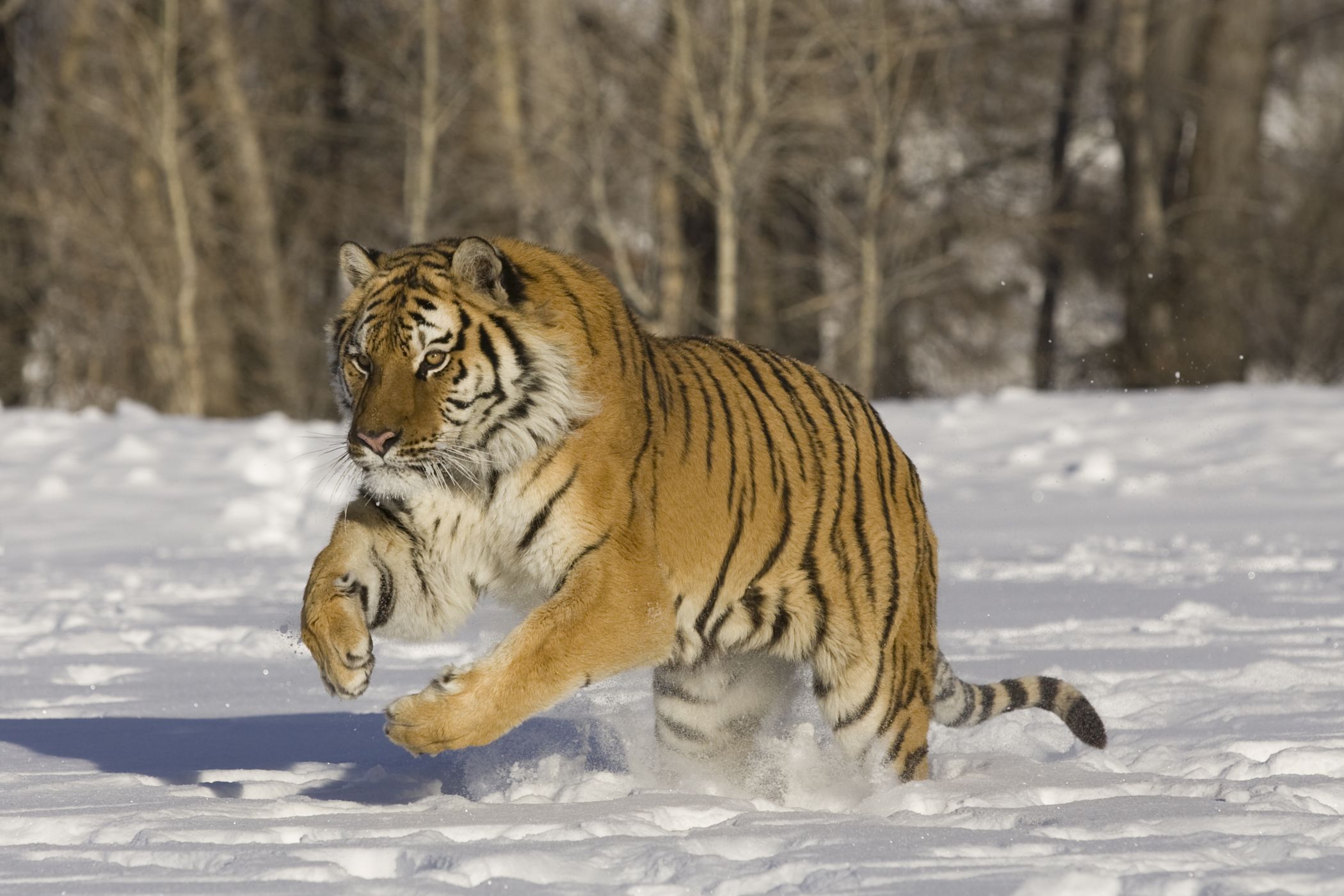 Tygr ussurijský: Poslední život sibiřské šelmy | 100+1 zahraniční ...
