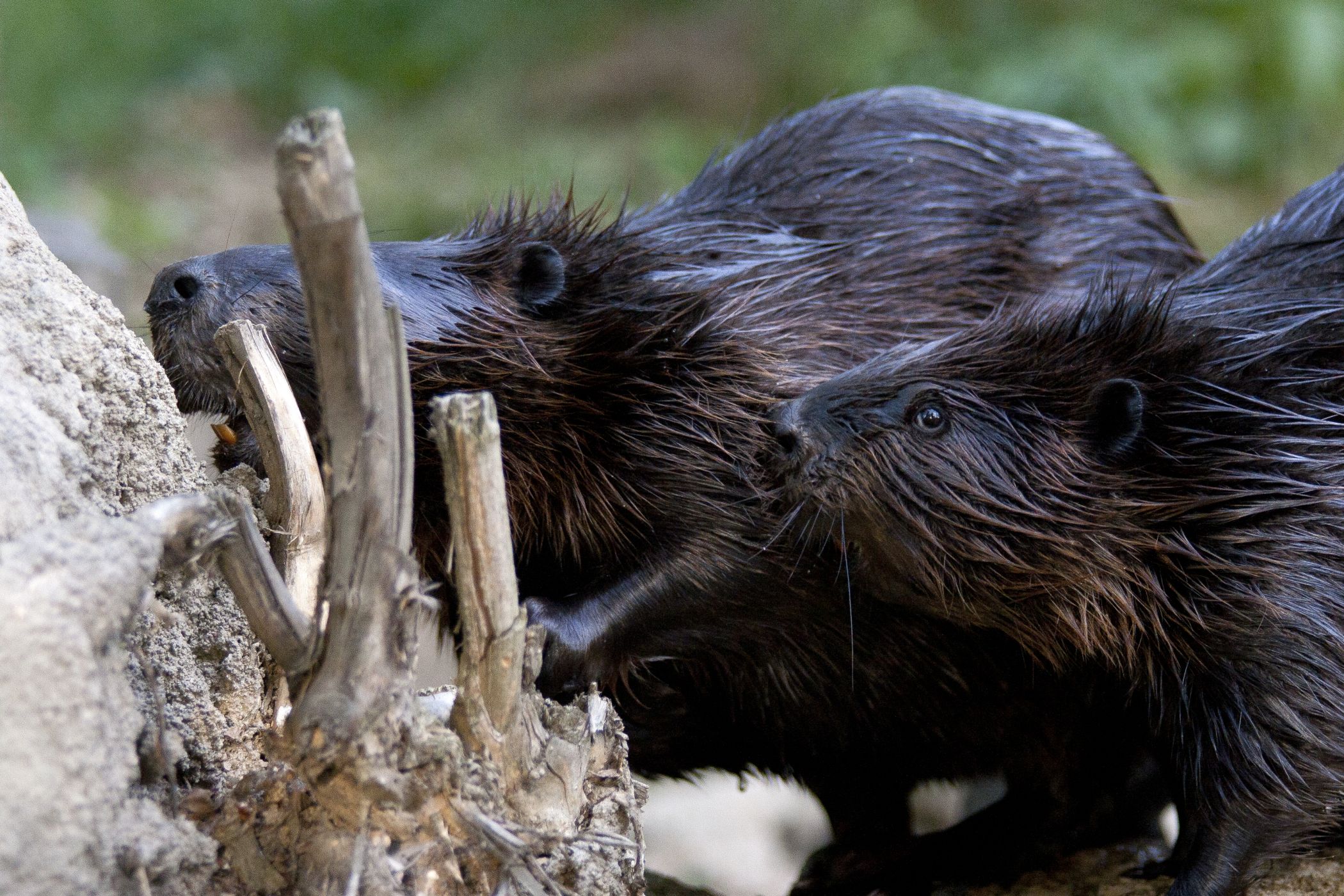 Návrat bobrů do Česka: Vodní inženýři se vracejí | 100+1 zahraniční ...