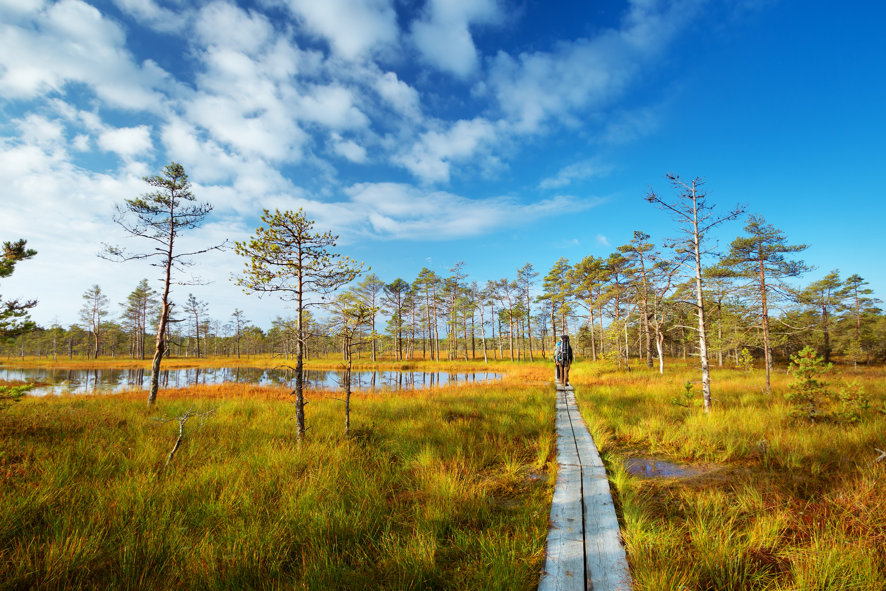 Estonsko: Cesta do země bažin | 100+1 zahraniční zajímavost