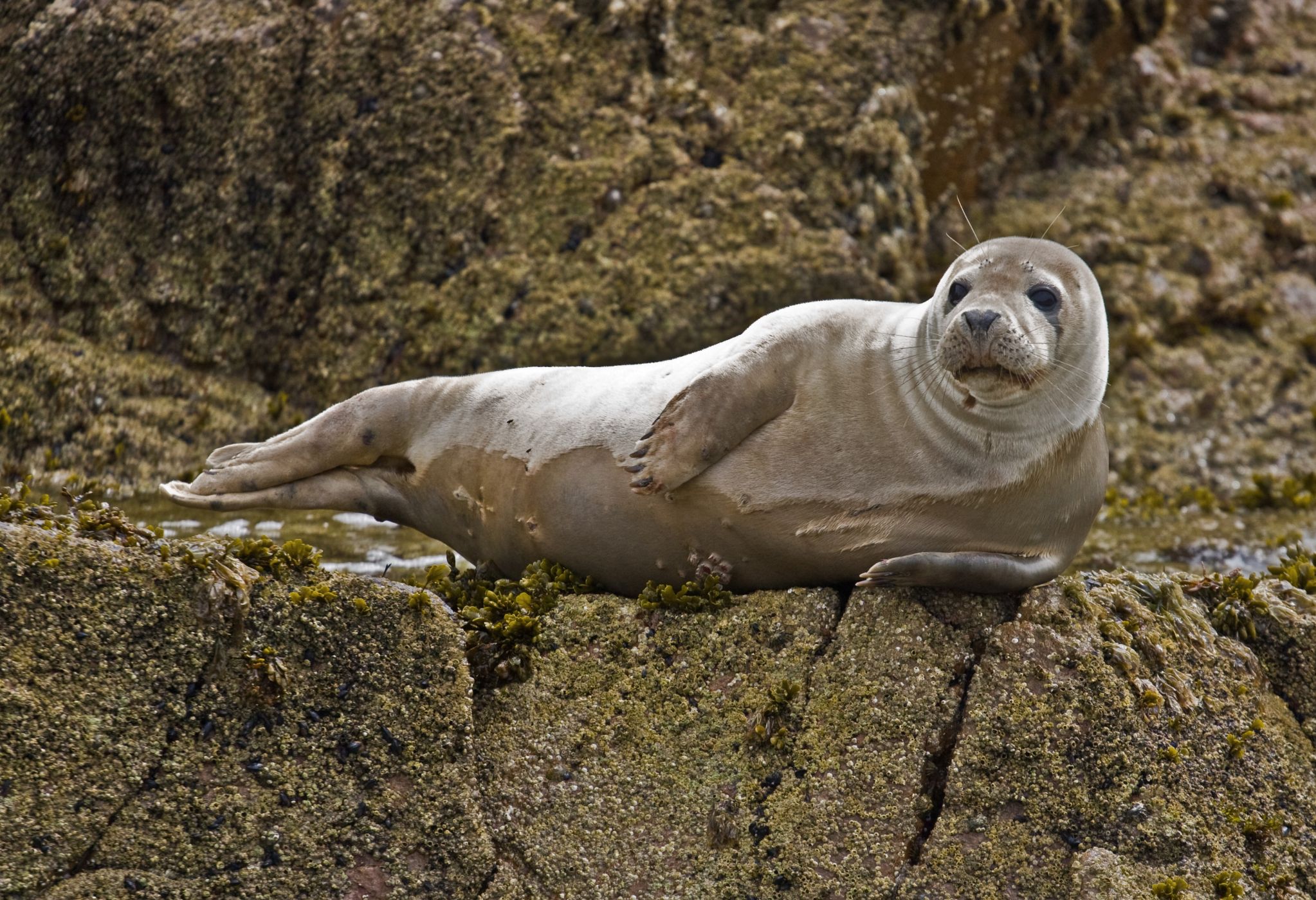 Setkání pod bouřlivou hladinou: Zvědaví tuleni u ostrovů Scilly | 100+1 ...