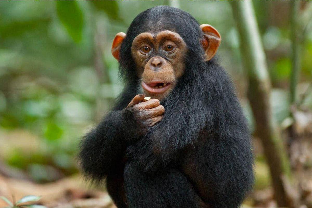 Přírodní rezervace Mount Nimba: Ohrožená země šimpanzů | 100+1 ...