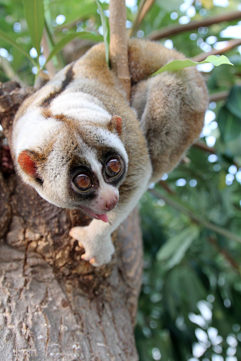 Smrtelně roztomilý outloň váhavý: Život na půl plynu | 100+1 zahraniční ...