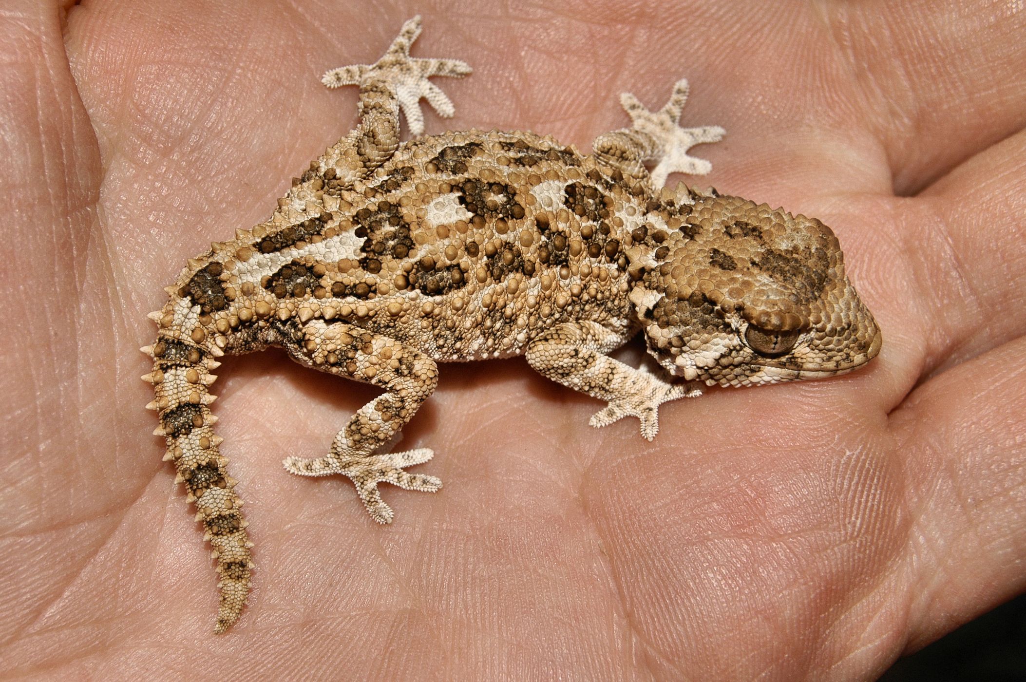 Drobní gekoni „přilboví“: Na lovu saharských trpaslíků | 100+1 ...