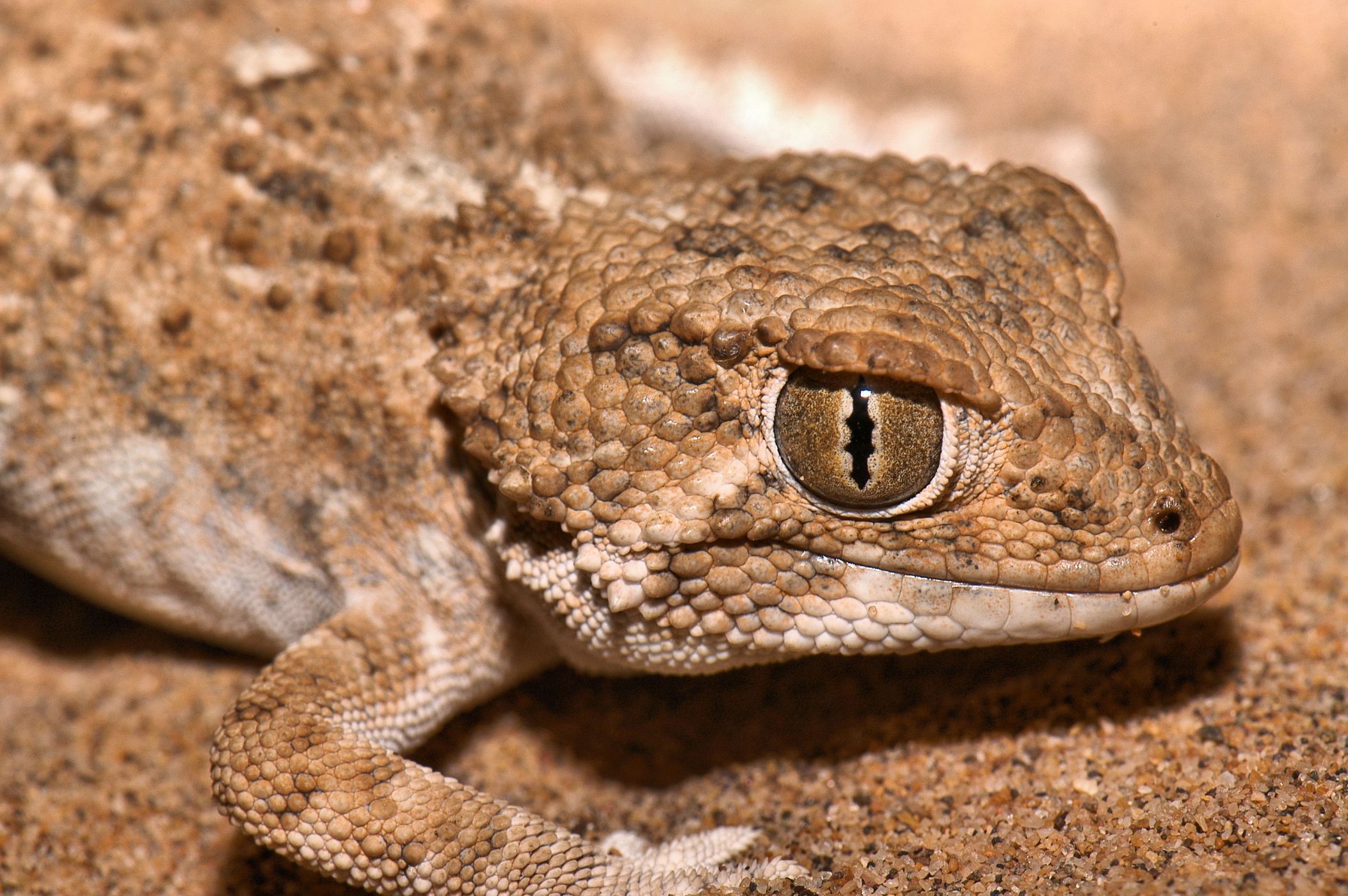 Drobní gekoni „přilboví“: Na lovu saharských trpaslíků | 100+1 ...