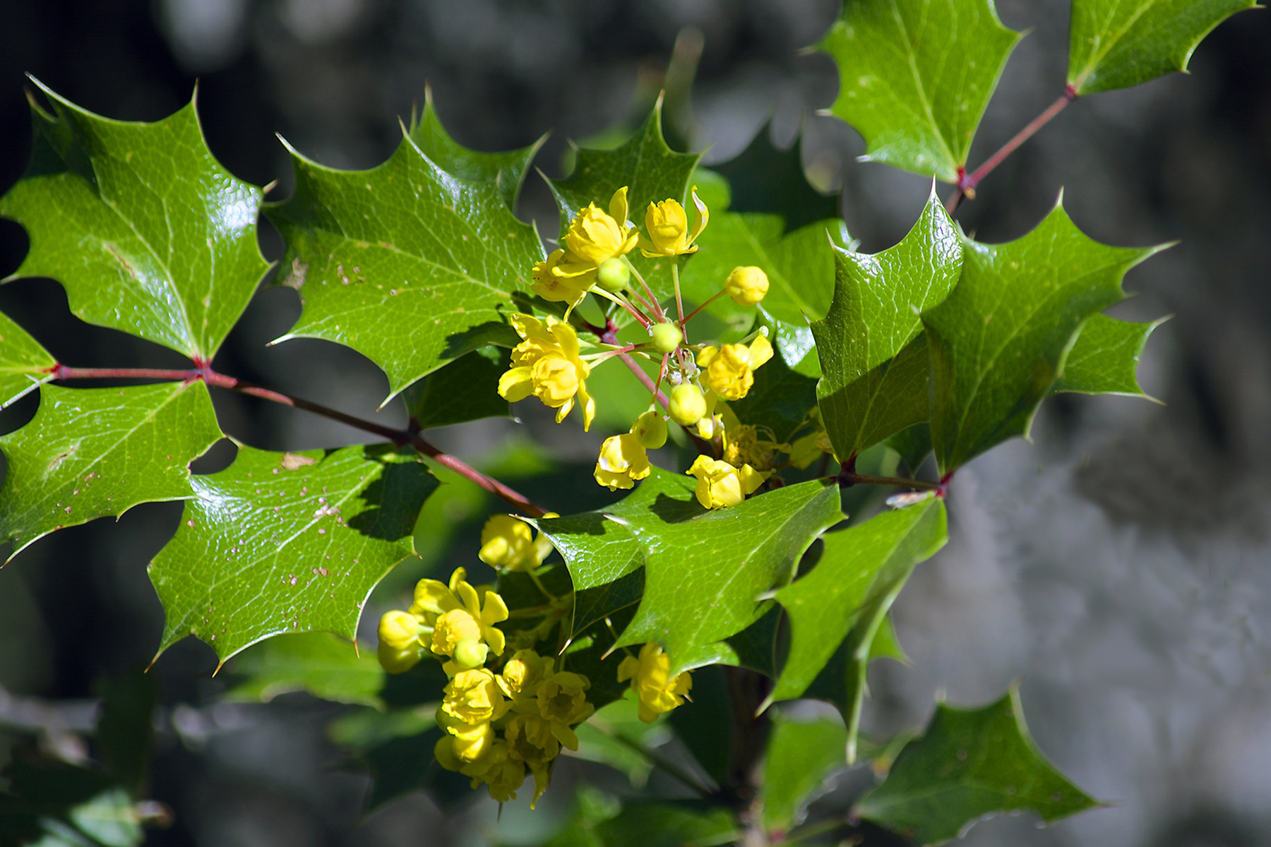 Mahónie Ameriky, Asie i Evropy: Odolné keře tří kontinentů | 100+1 ...