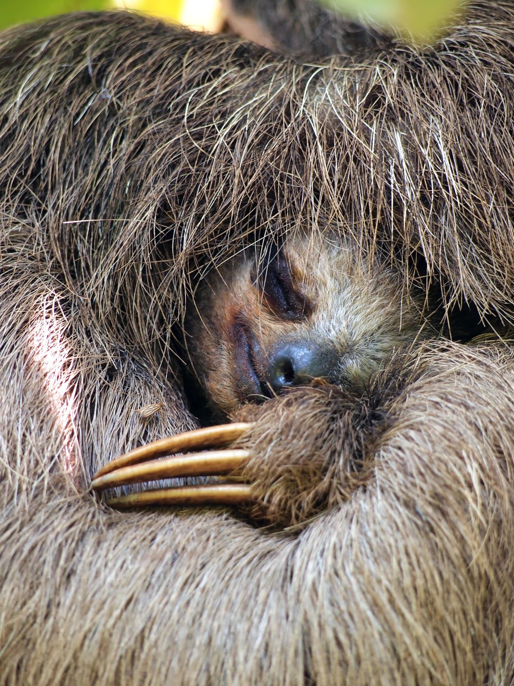 Rozluštěná hádanka riskantní toalety: Proč někteří lenochodi vykonávají ...