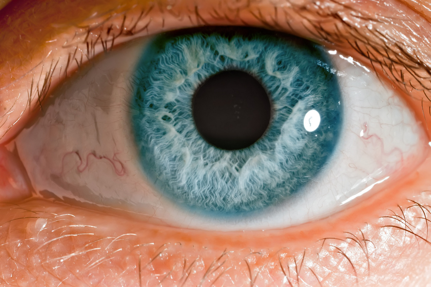 Upřeným pohledem: Jak vidí psi, žáby, pavouci nebo třeba hmyz? | 100+1 ...