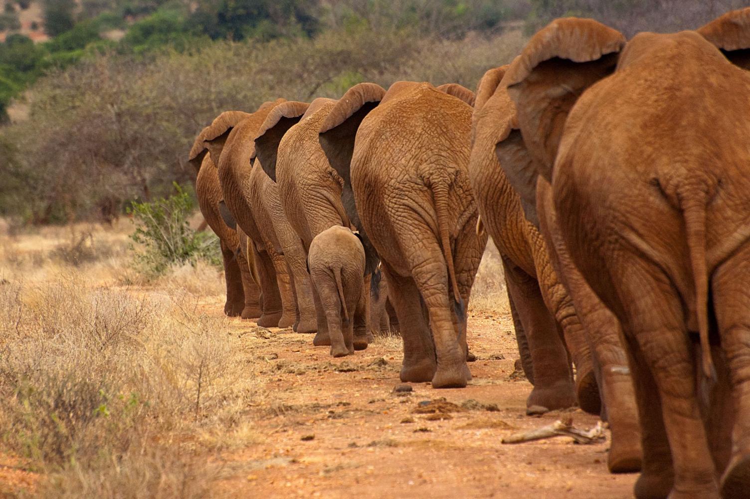 Největší suchozemští savci: Sloni jsou buldozery africké savany | 100+1 ...