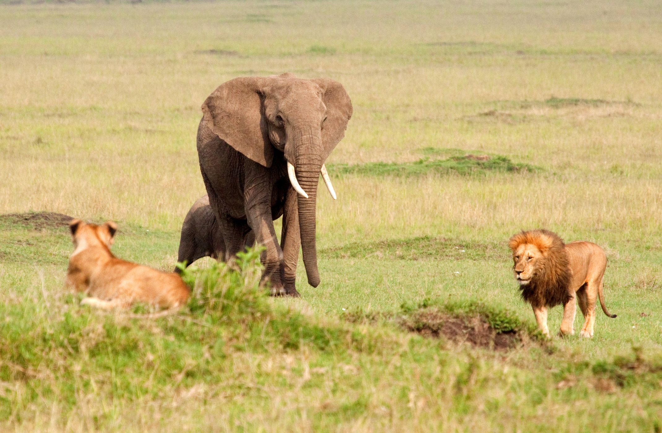 Největší suchozemští savci: Sloni jsou buldozery africké savany | 100+1 ...