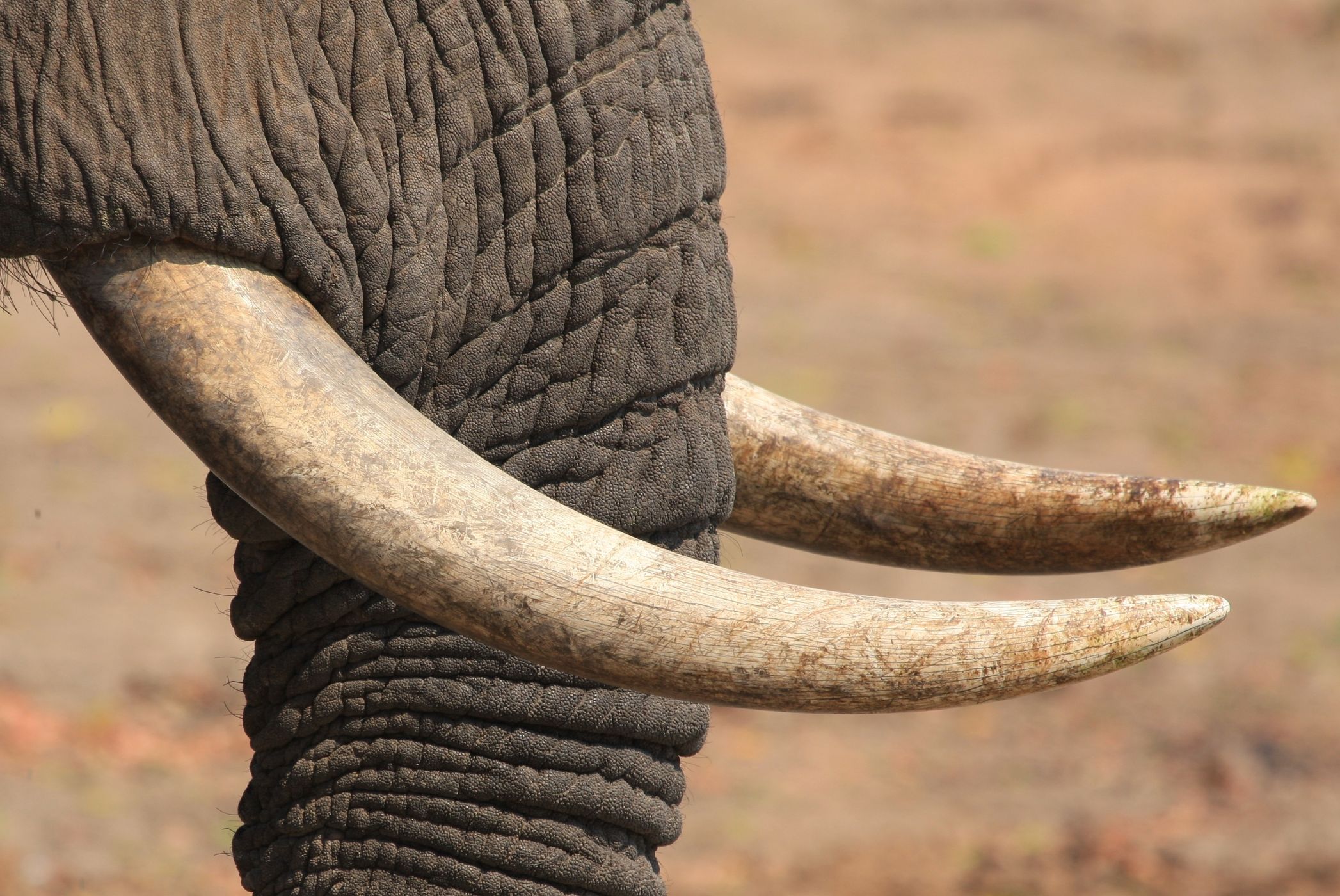Největší suchozemští savci: Sloni jsou buldozery africké savany | 100+1 ...