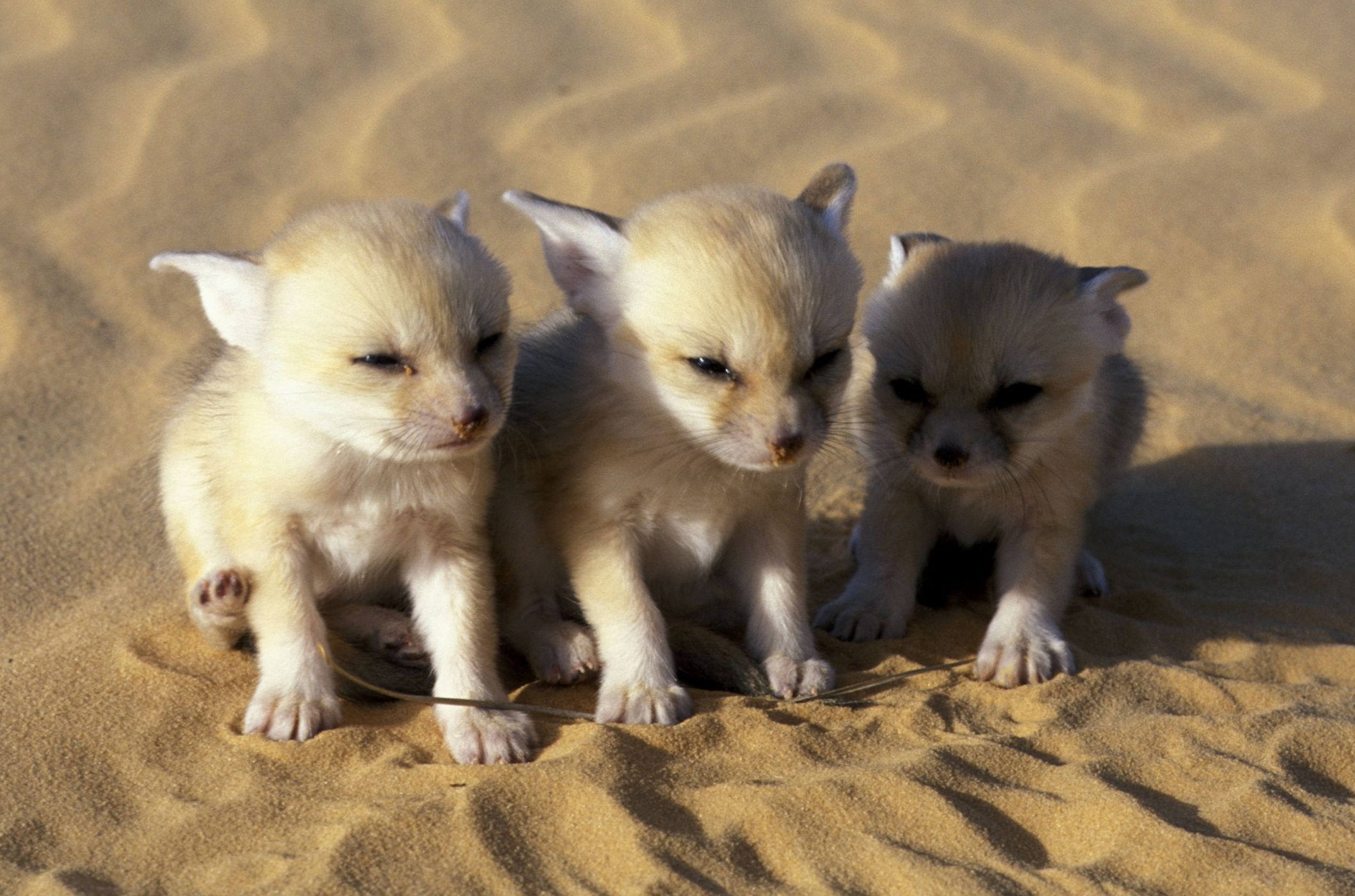 Kapesní král pouště: Zdánlivě křehký fenek berberský | 100+1 zahraniční ...
